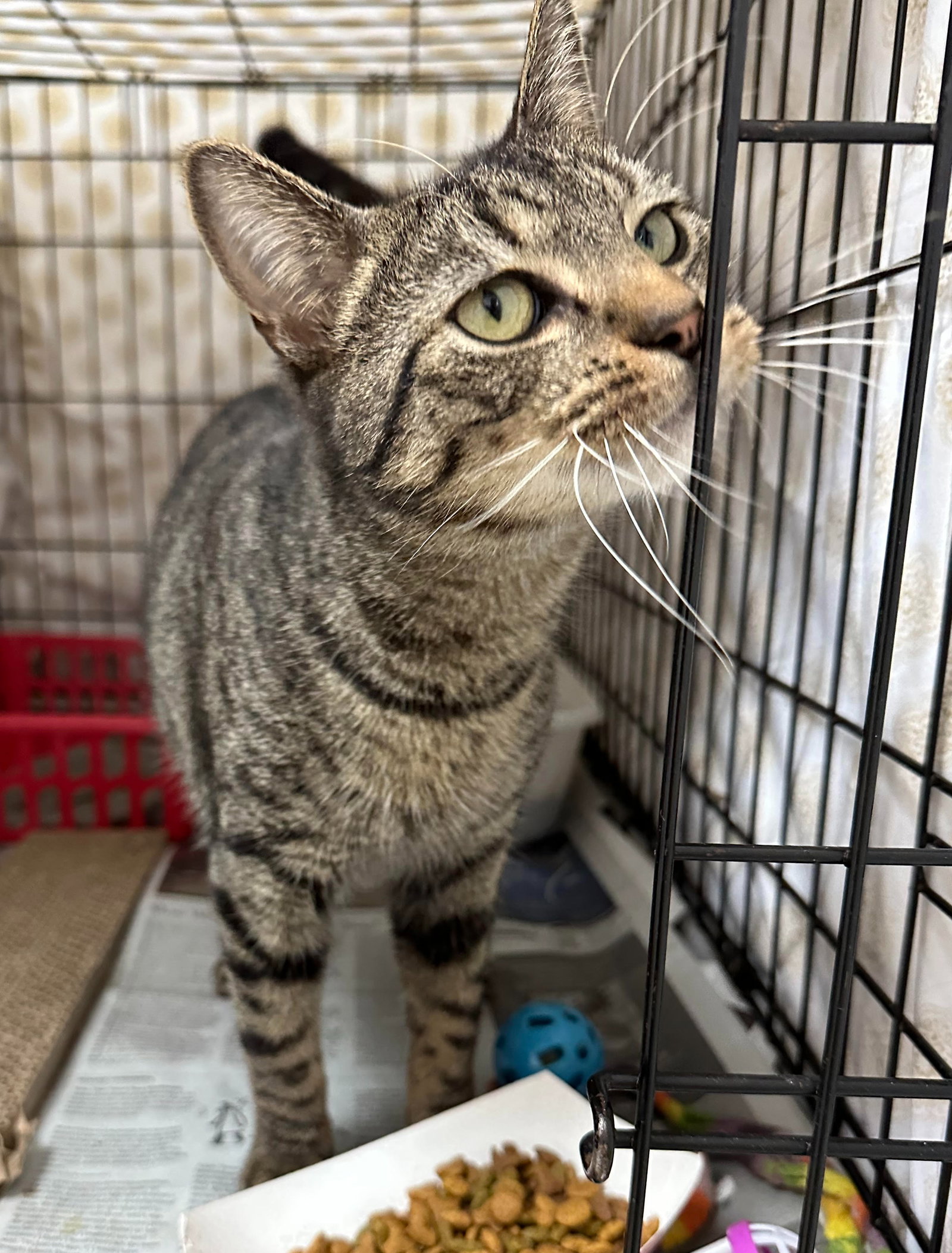Cats for Adoption in Dover Base Housing, Delaware | Alpha Paw