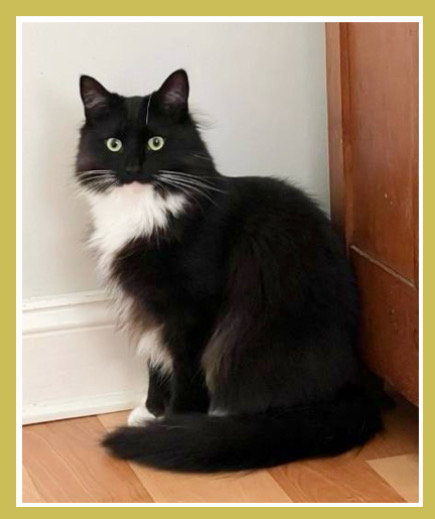 Cats for Adoption in Cherry Hill, New Jersey | Alpha Paw