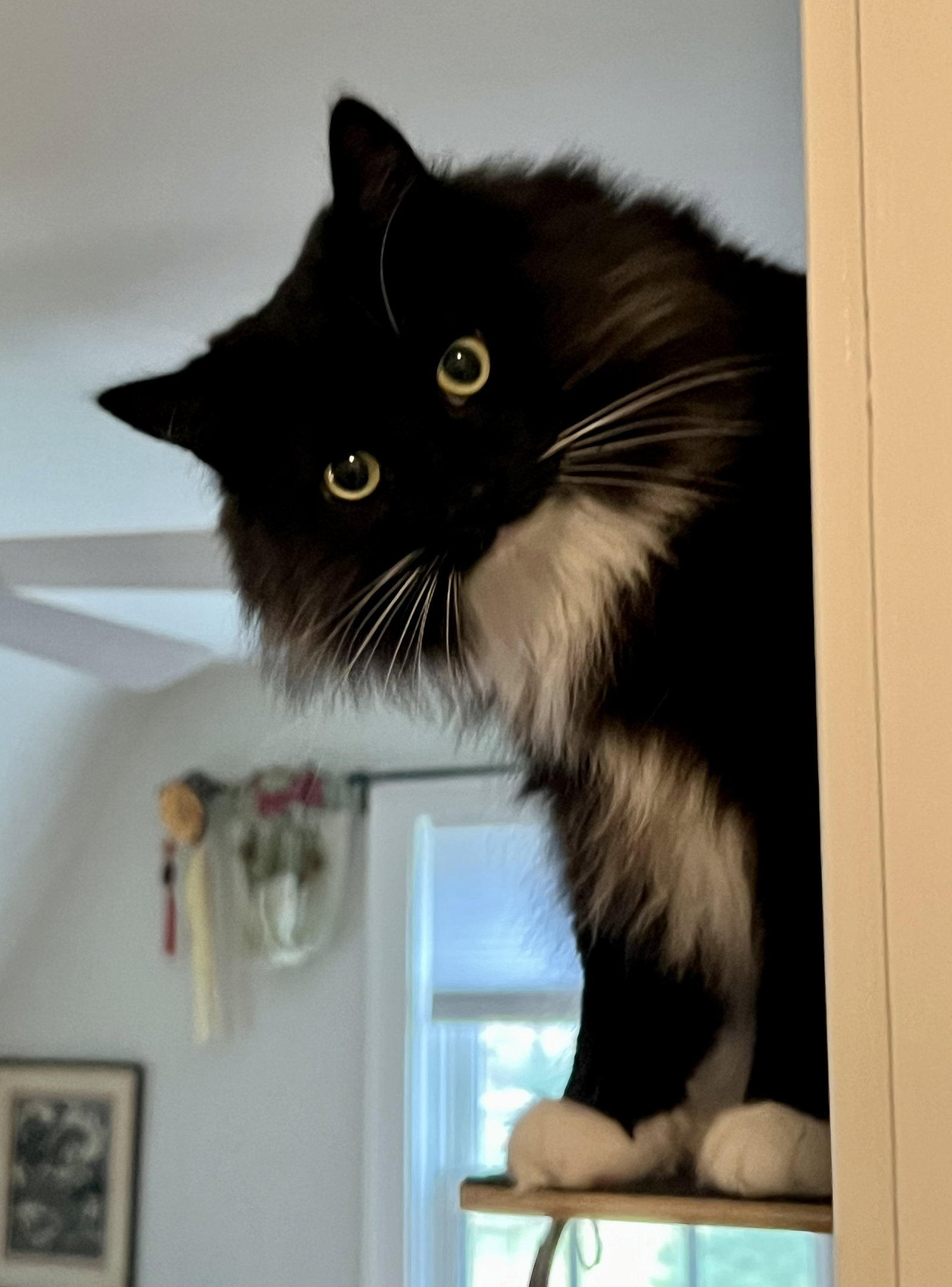 Cats for Adoption in Cherry Hill, New Jersey | Alpha Paw