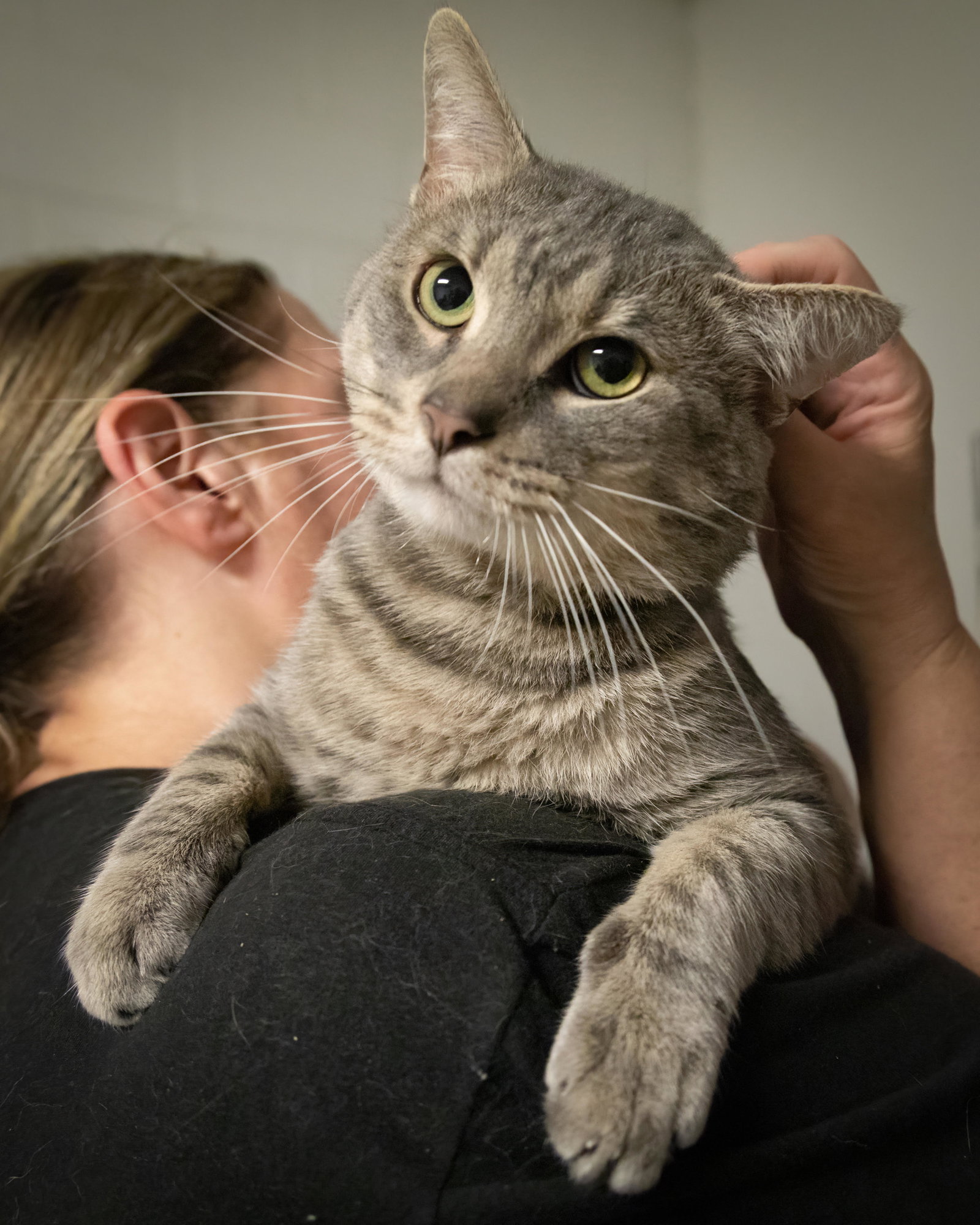 Cats for Adoption in Cecil County, Maryland | Alpha Paw