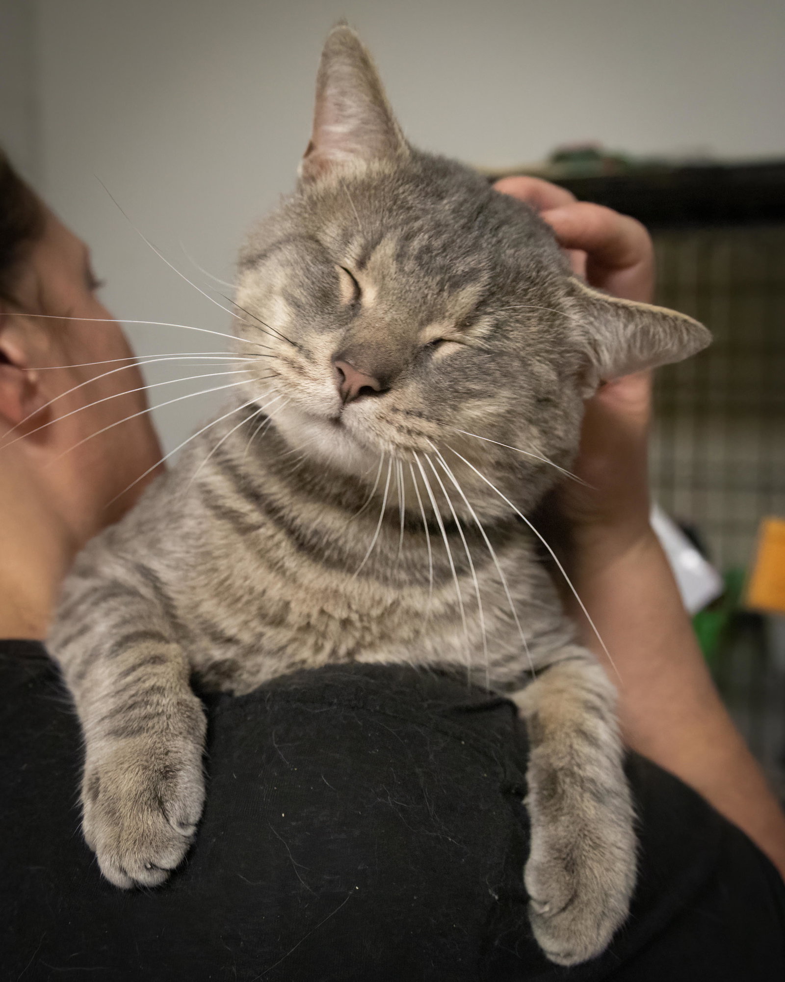 Cats for Adoption in Cecil County, Maryland | Alpha Paw