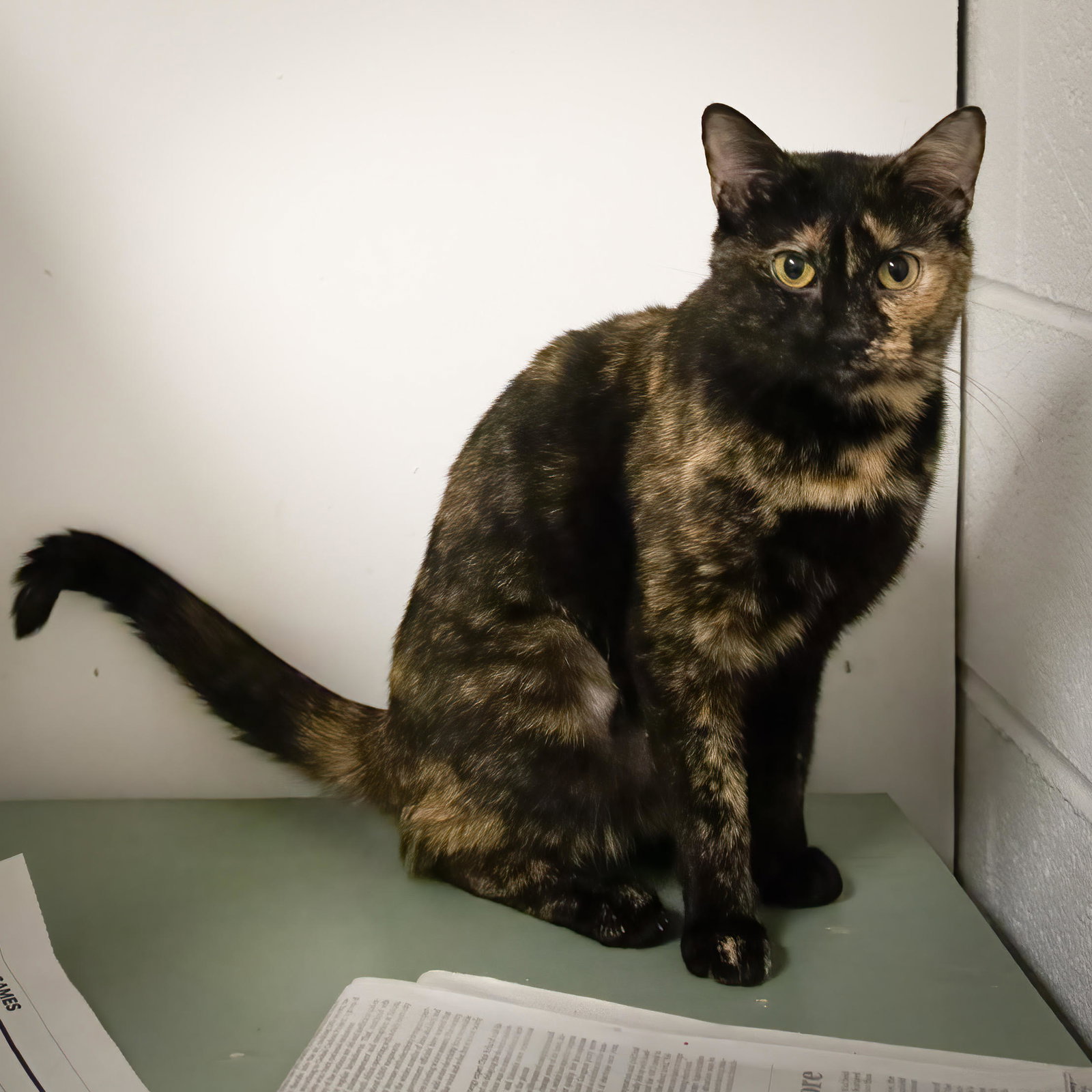Cats for Adoption in Dover Base Housing, Delaware | Alpha Paw