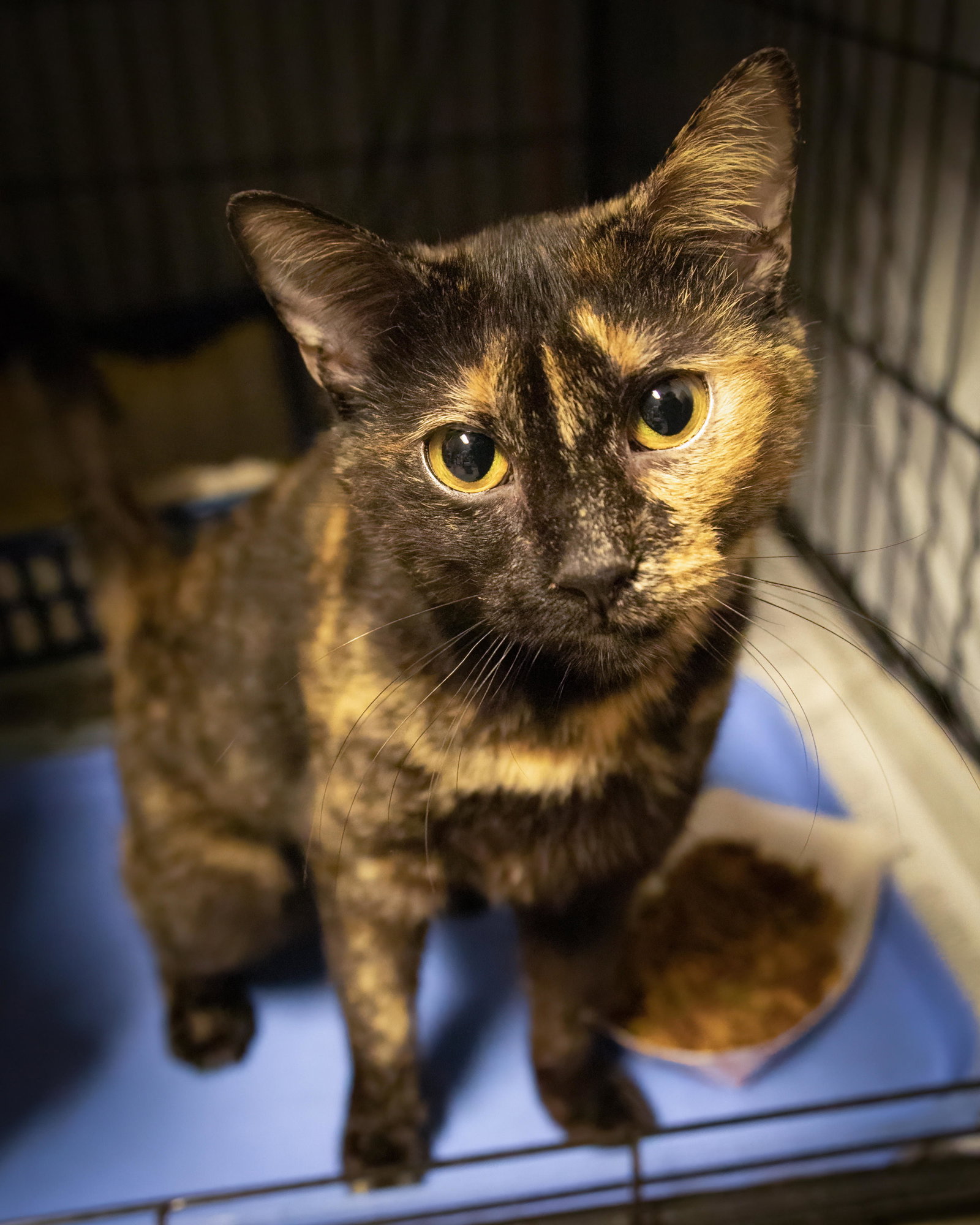 Cats for Adoption in Dover Base Housing, Delaware | Alpha Paw