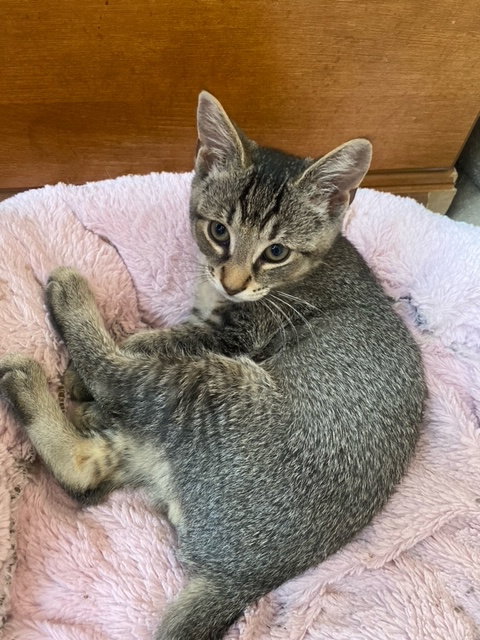 Cats for Adoption in Dover Base Housing, Delaware | Alpha Paw
