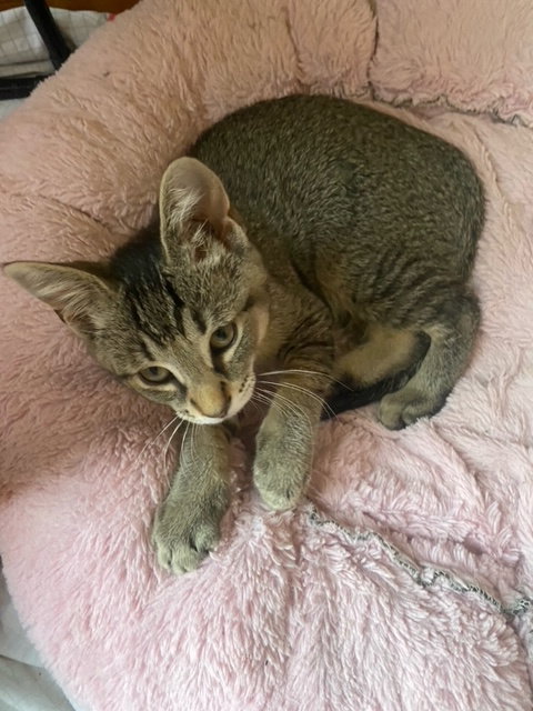 Cats for Adoption in Dover Base Housing, Delaware | Alpha Paw