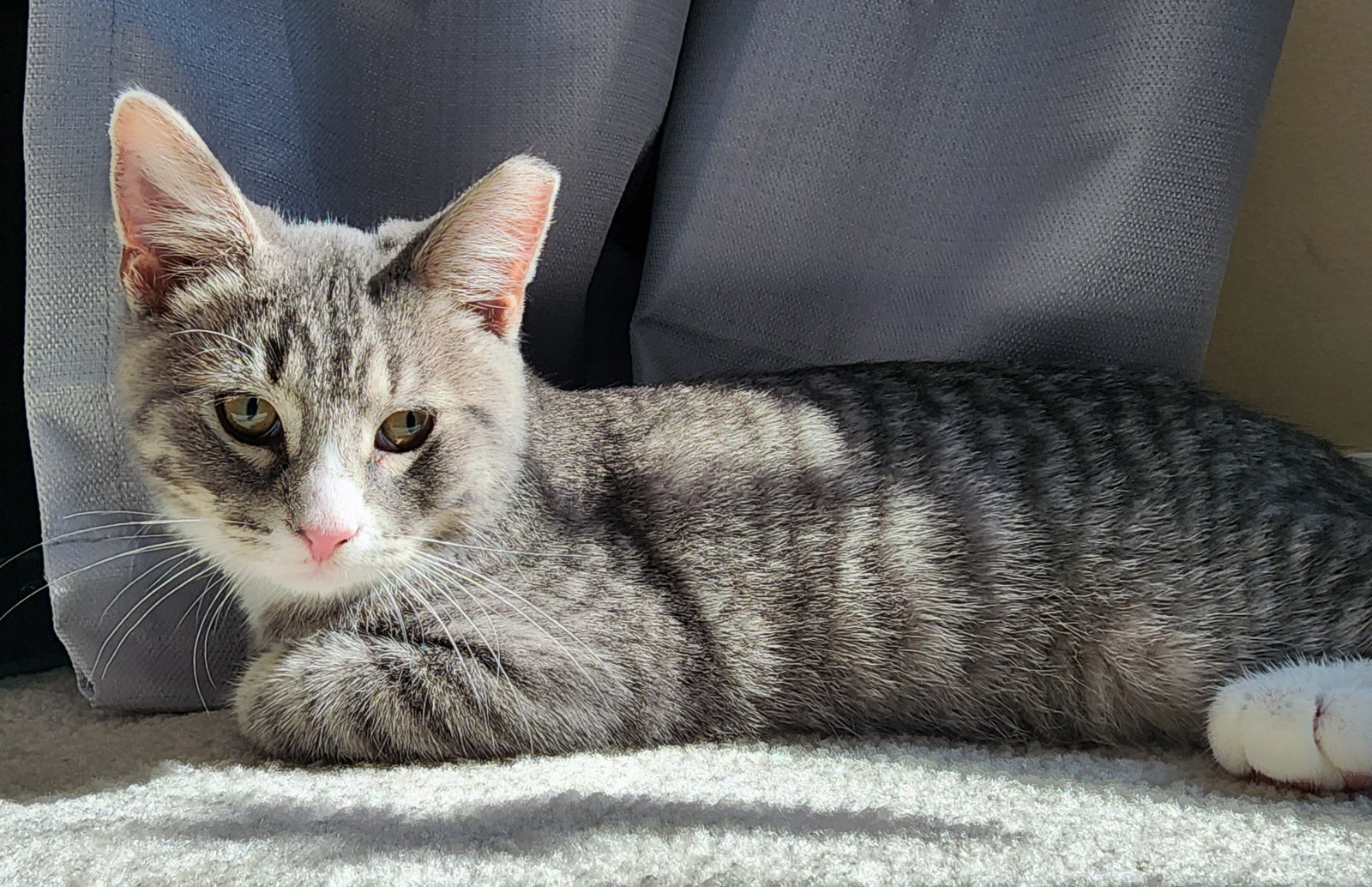Cat adoption in Newark, DE 19713: Tabby (short coat) Cat "Bryce (FCID ...