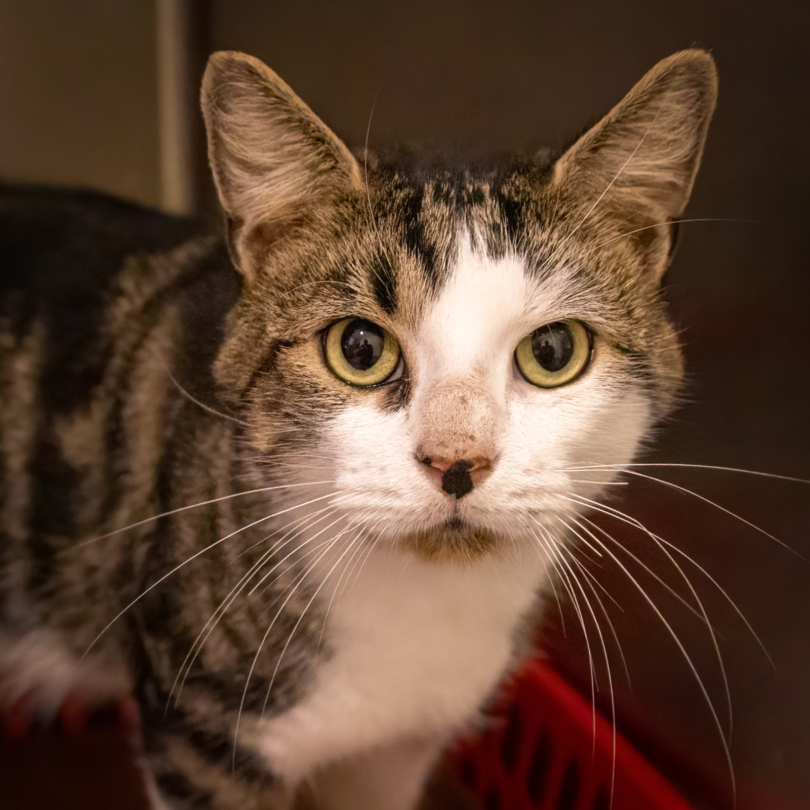 Cat adoption in Newark, DE 19713: Domestic Short Hair (short coat) Cat ...