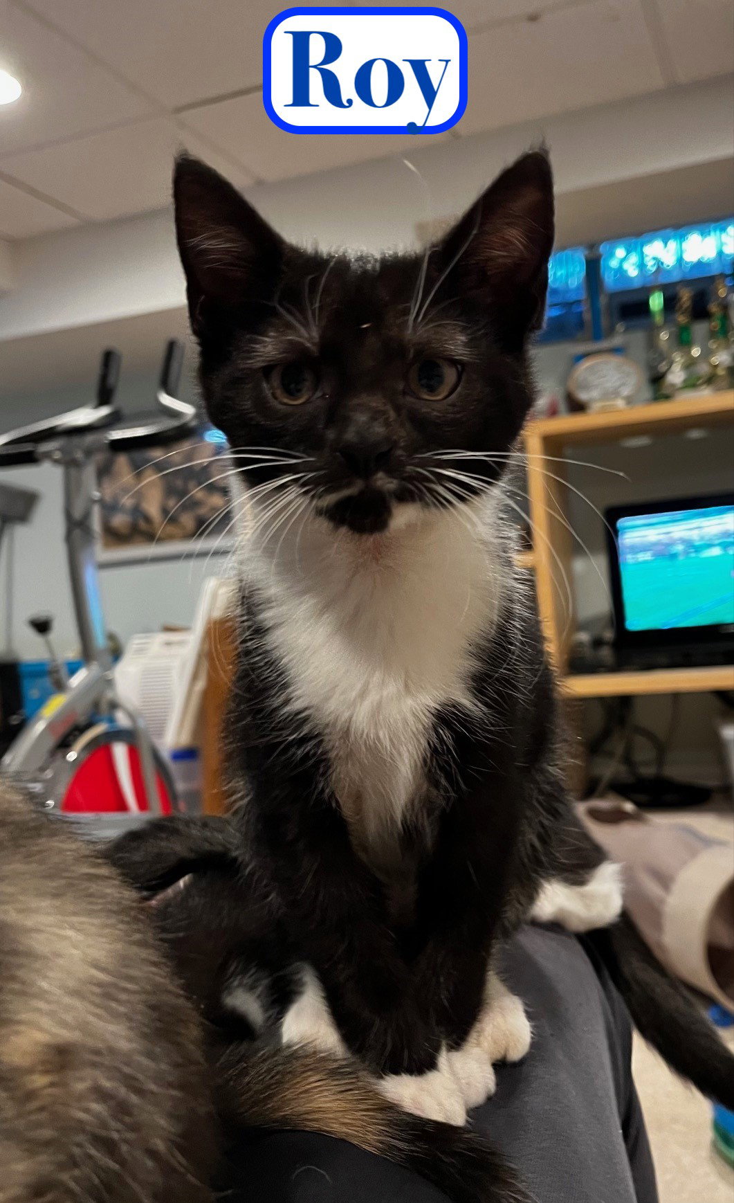 Cats for Adoption in Cumberland County, New Jersey | Alpha Paw