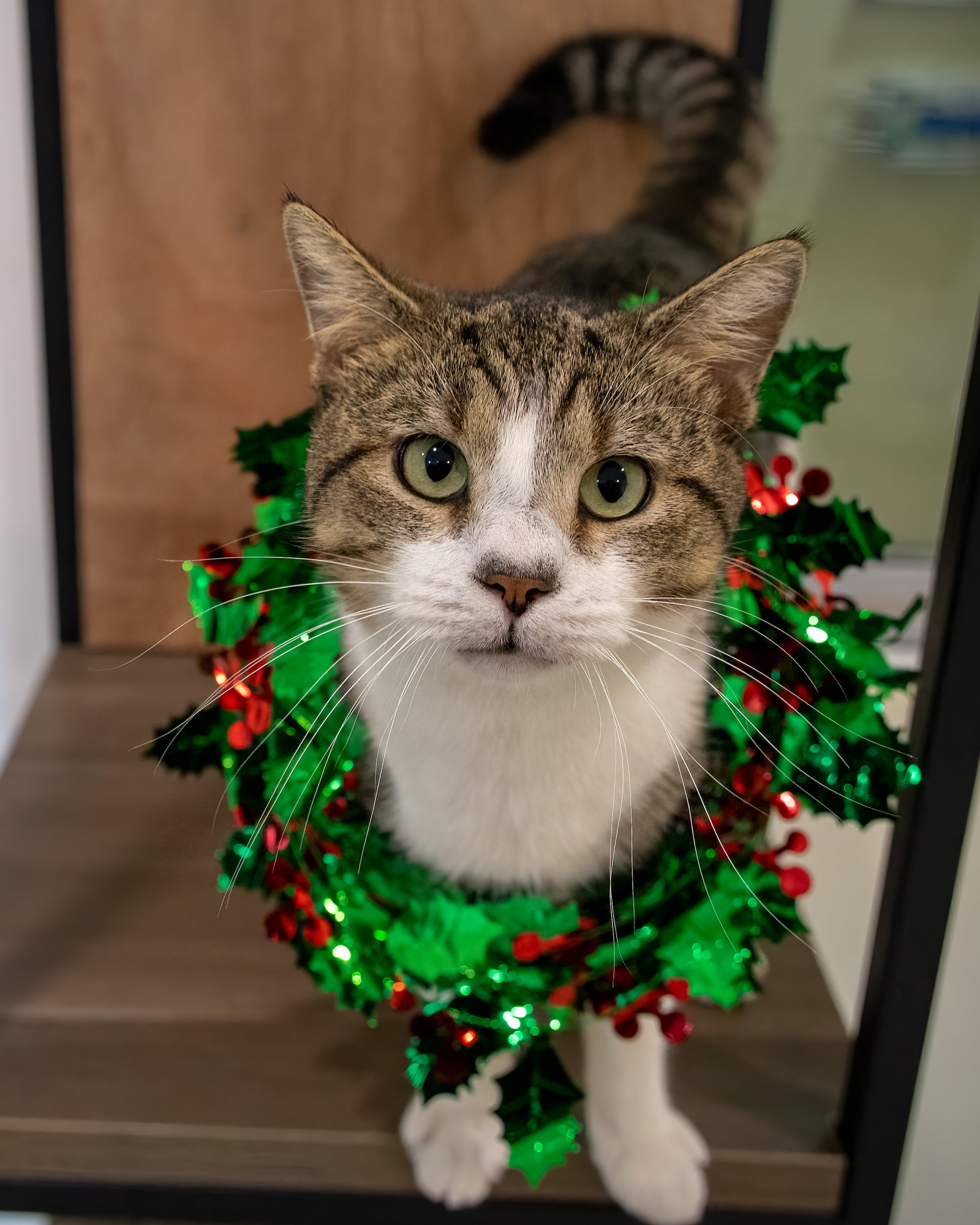 Cat adoption in Wilmington, DE 19803: Tabby (short coat) Cat "Hopper ...