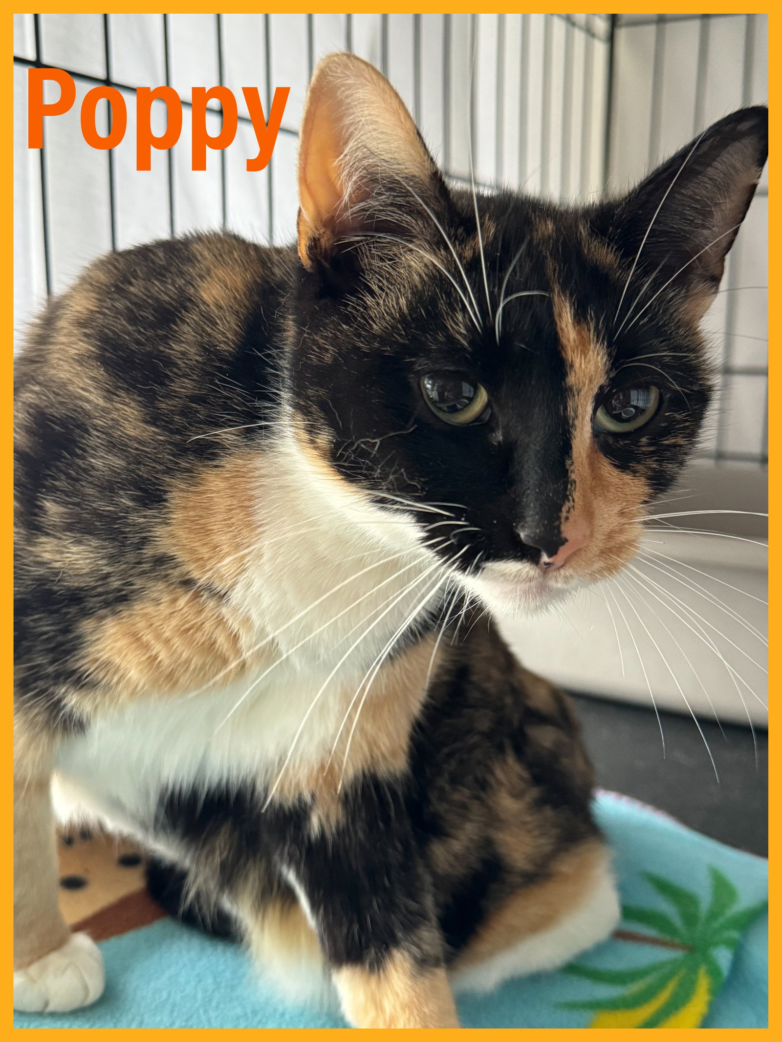 Cats for Adoption in Dover Base Housing, Delaware | Alpha Paw