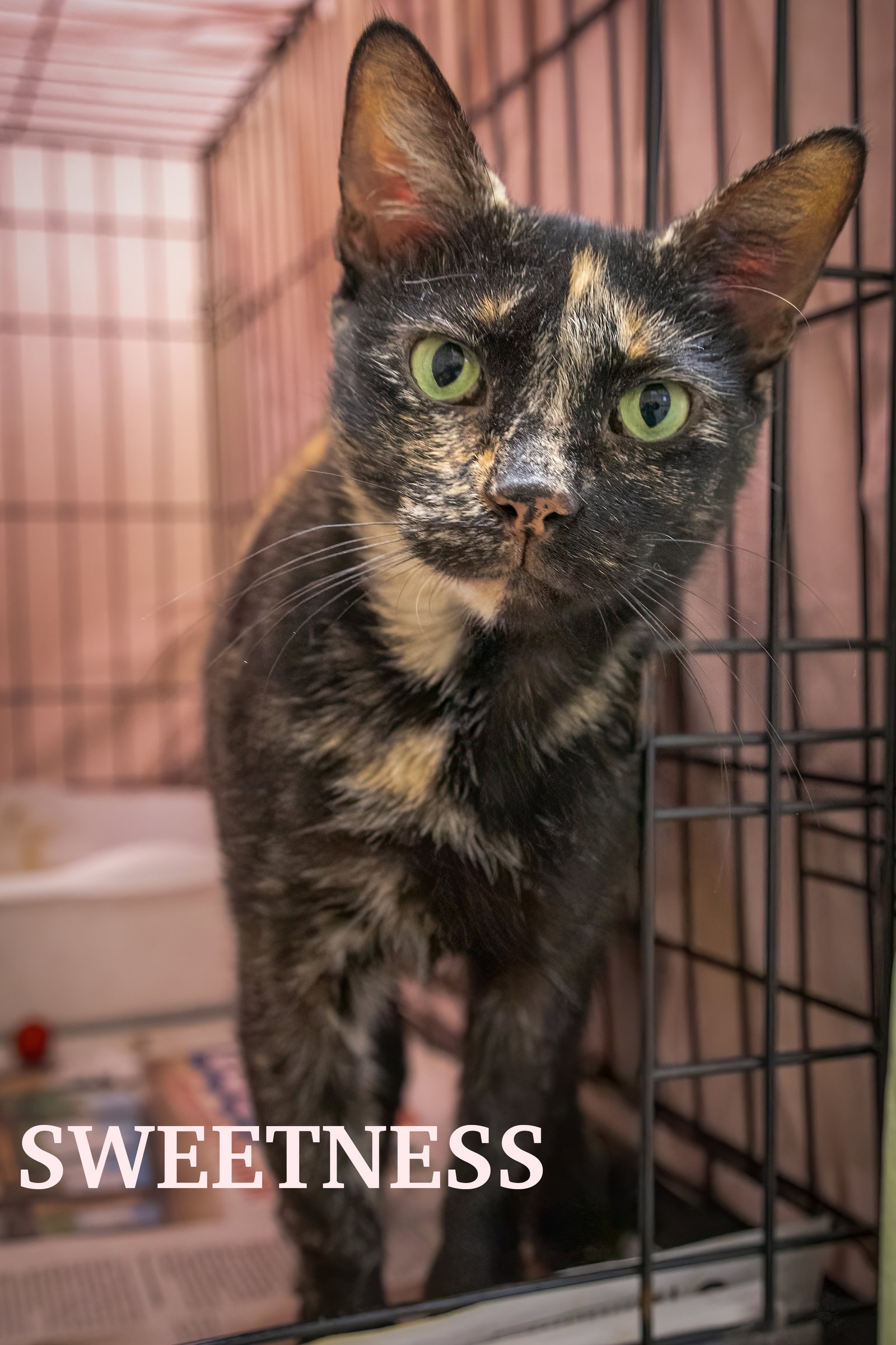 Cats for Adoption in North East, Maryland | Alpha Paw