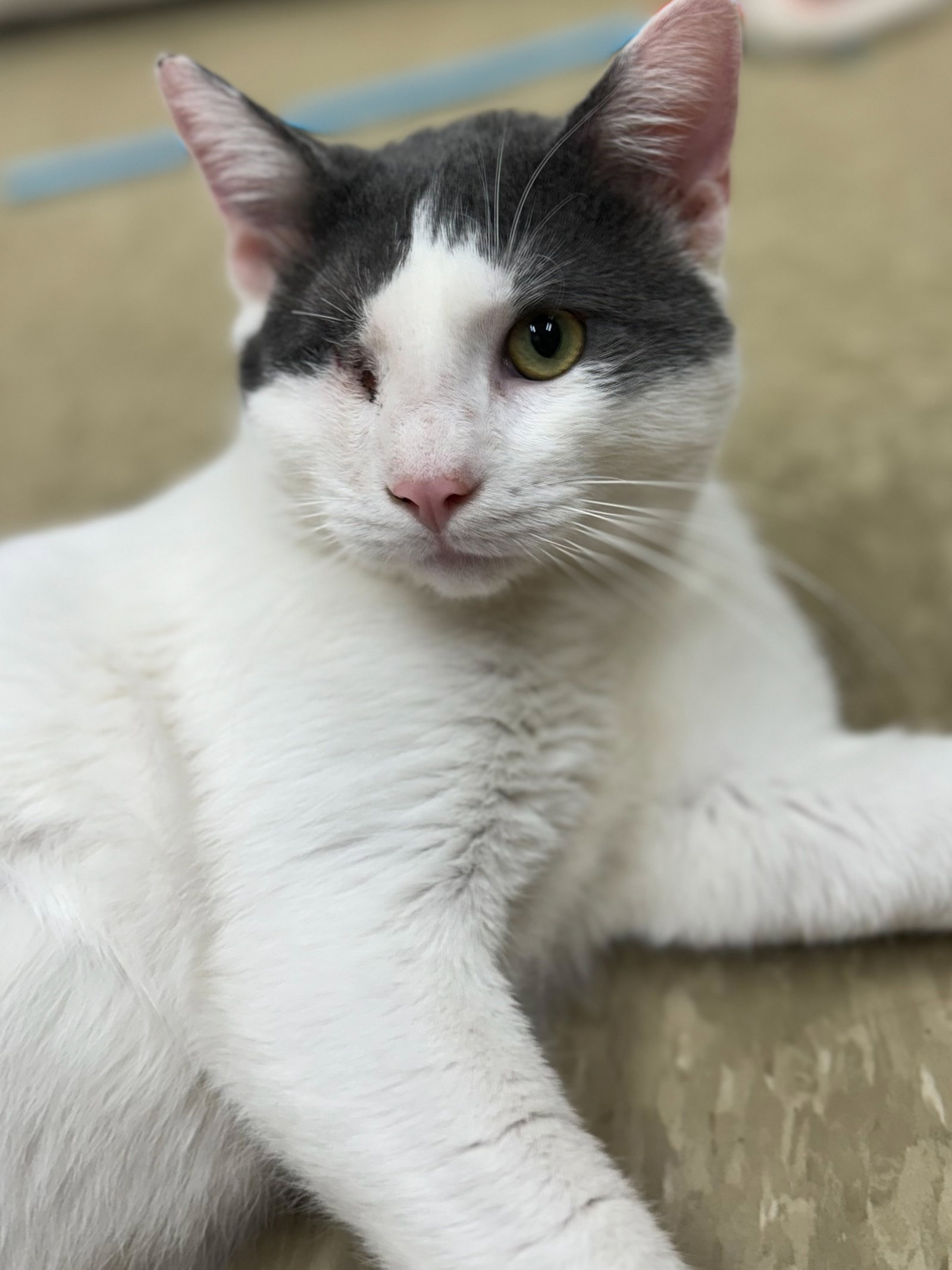 Cats for Adoption in Newark, Delaware | Alpha Paw