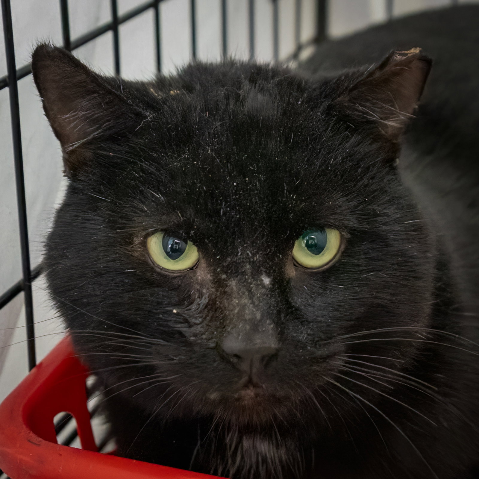 Cats for Adoption in Cecil County, Maryland | Alpha Paw