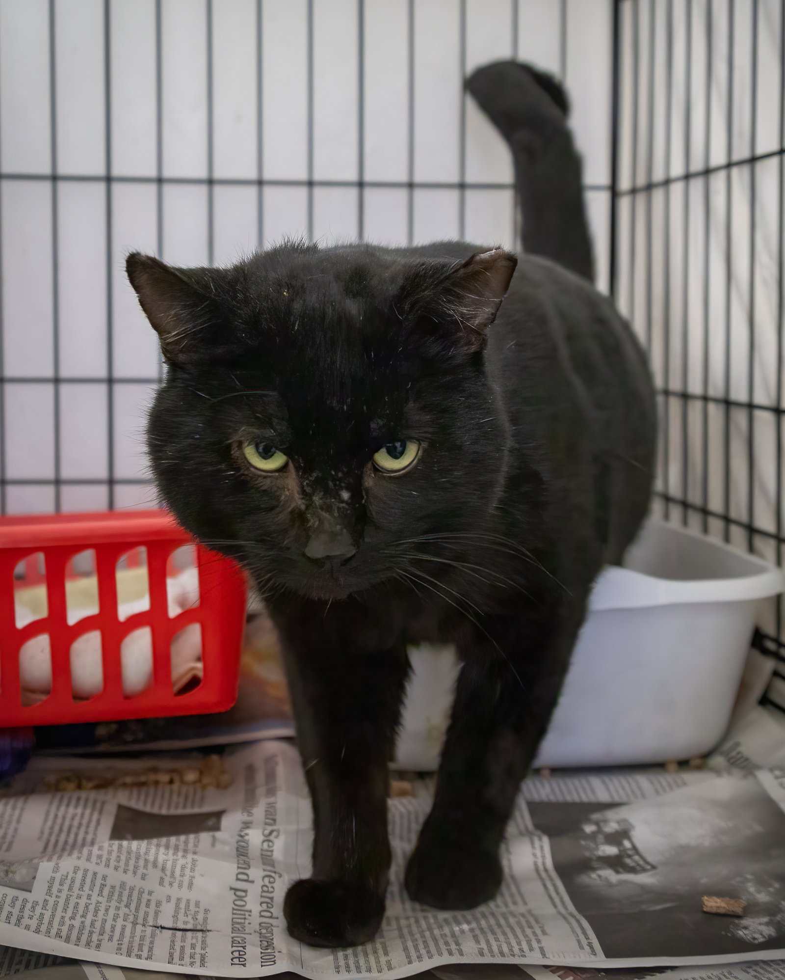 Cats for Adoption in Cecil County, Maryland | Alpha Paw