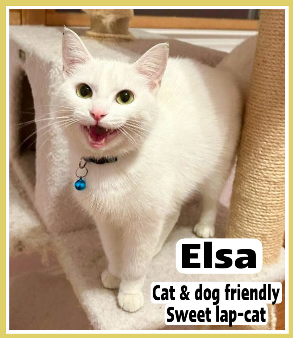 Cats for Adoption in Aberdeen, Maryland | Alpha Paw