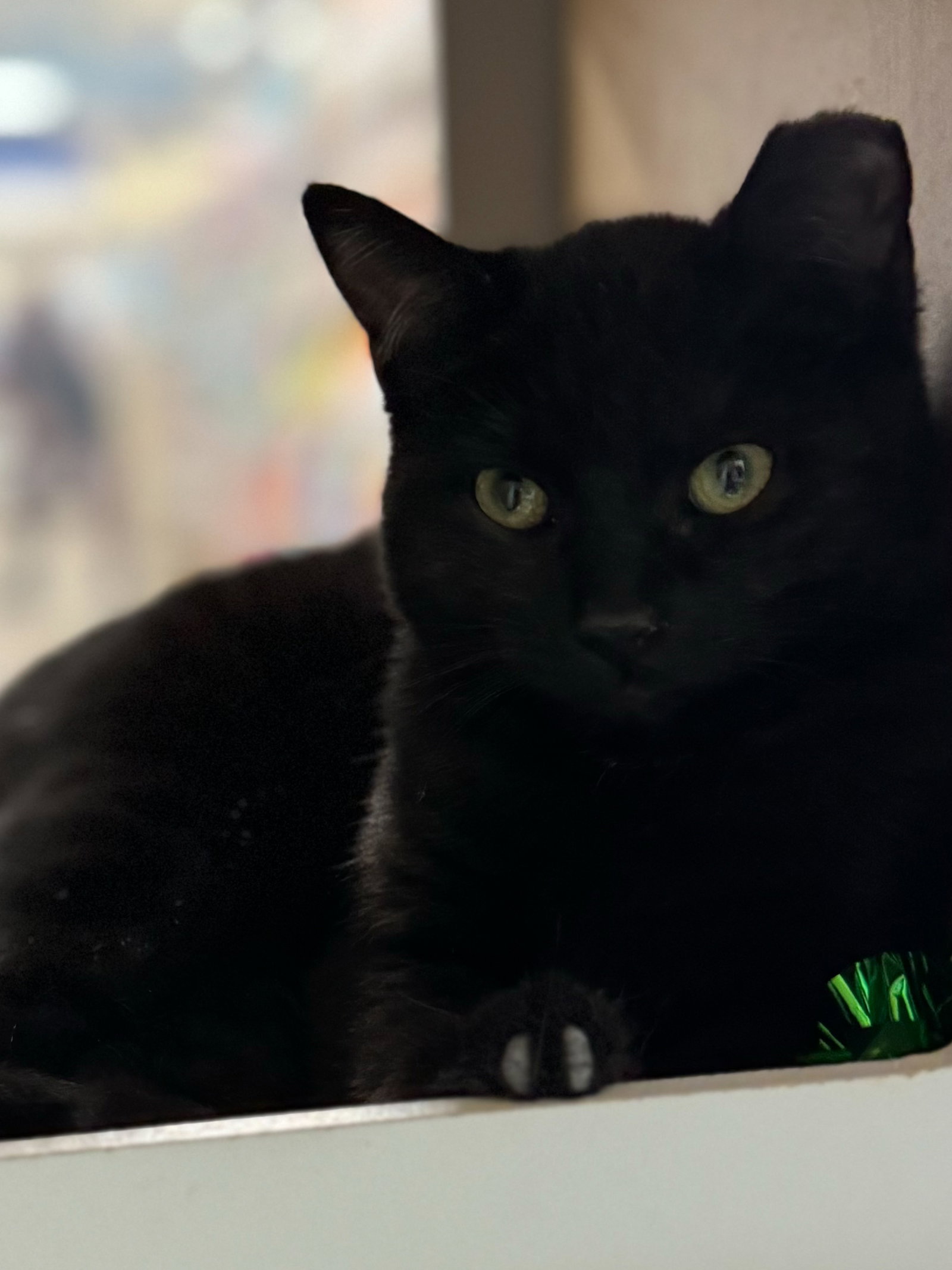 Cats for Adoption in Newark, Delaware | Alpha Paw