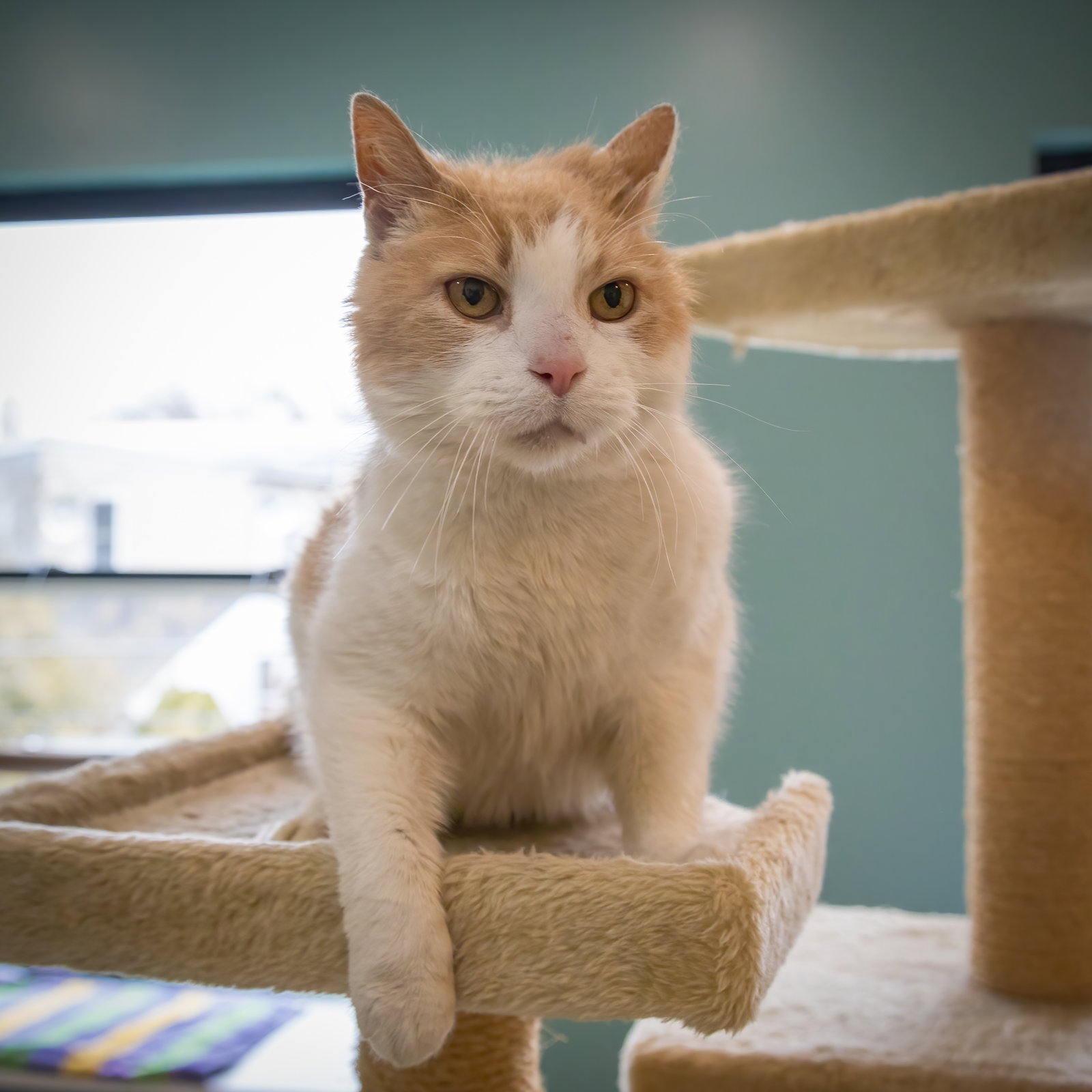 Cats for Adoption in Aberdeen, Maryland | Alpha Paw