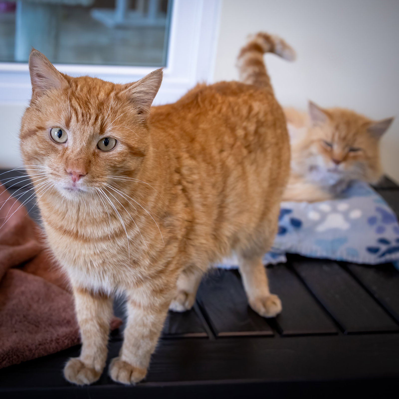 Cats for Adoption in Ewing, New Jersey | Alpha Paw
