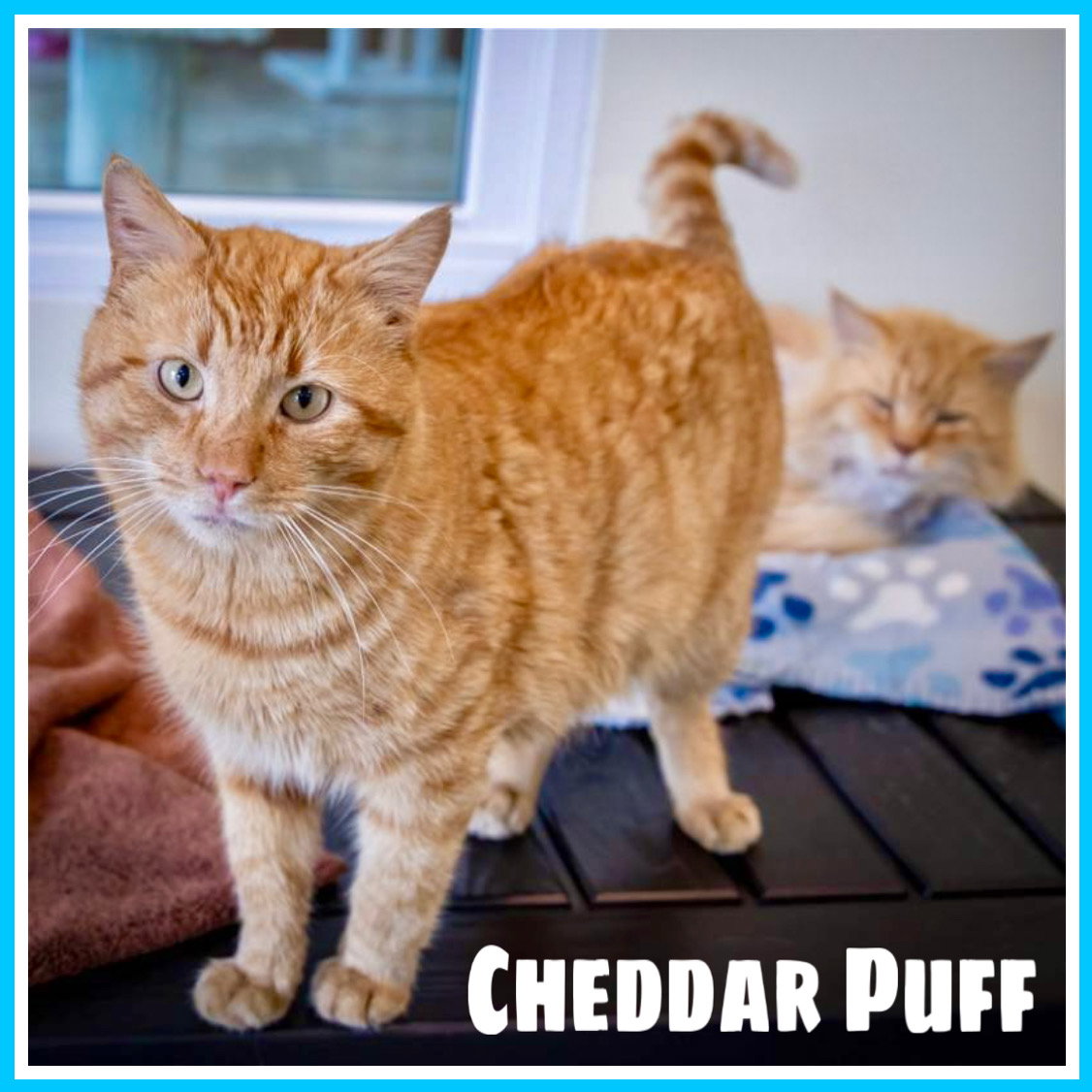 Cat adoption in Marcus Hook, PA 19061: Tabby (short coat) Cat "Cheddar ...