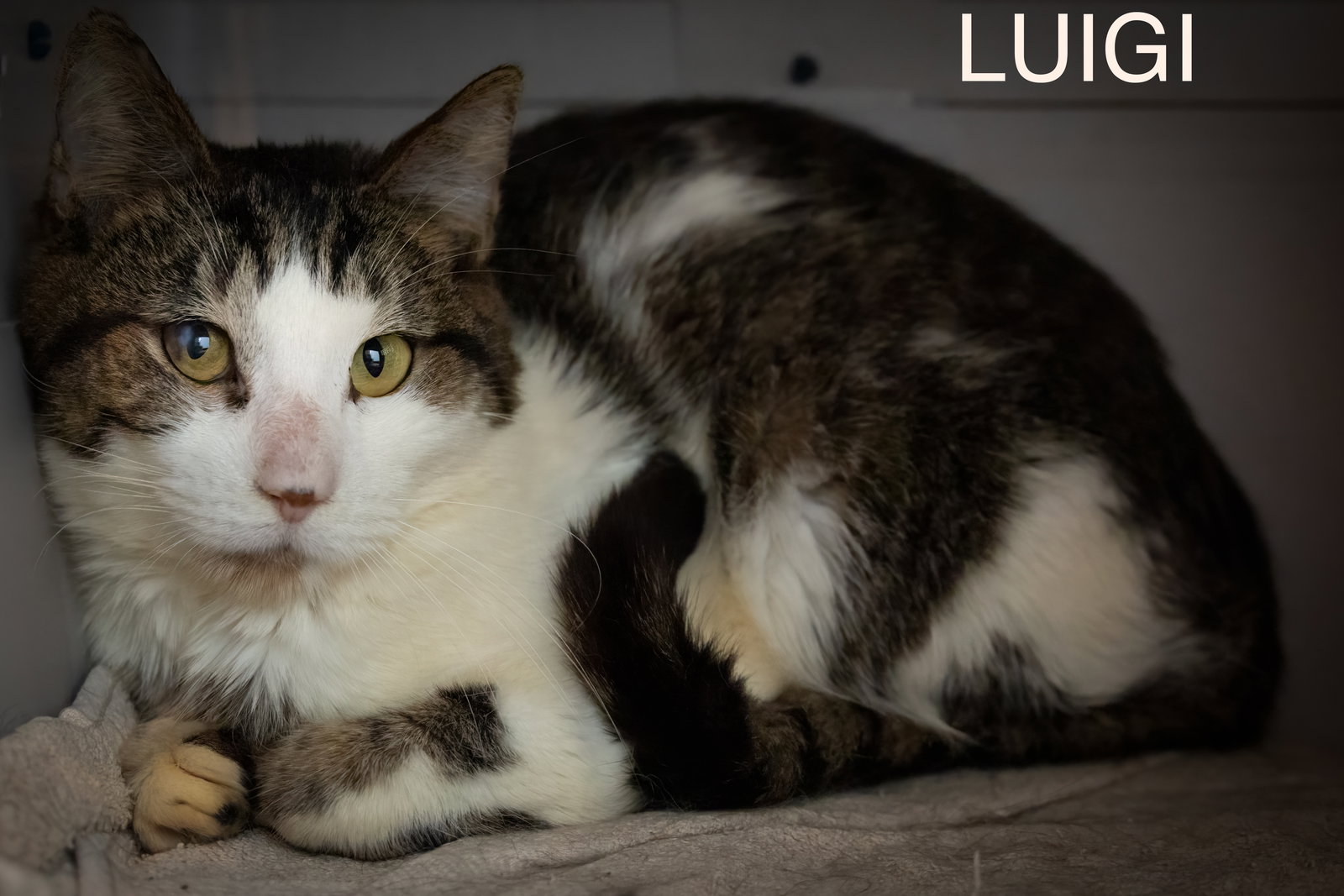 Cat adoption in Marcus Hook, PA 19061: Tabby (short coat) Cat "Luigi ...