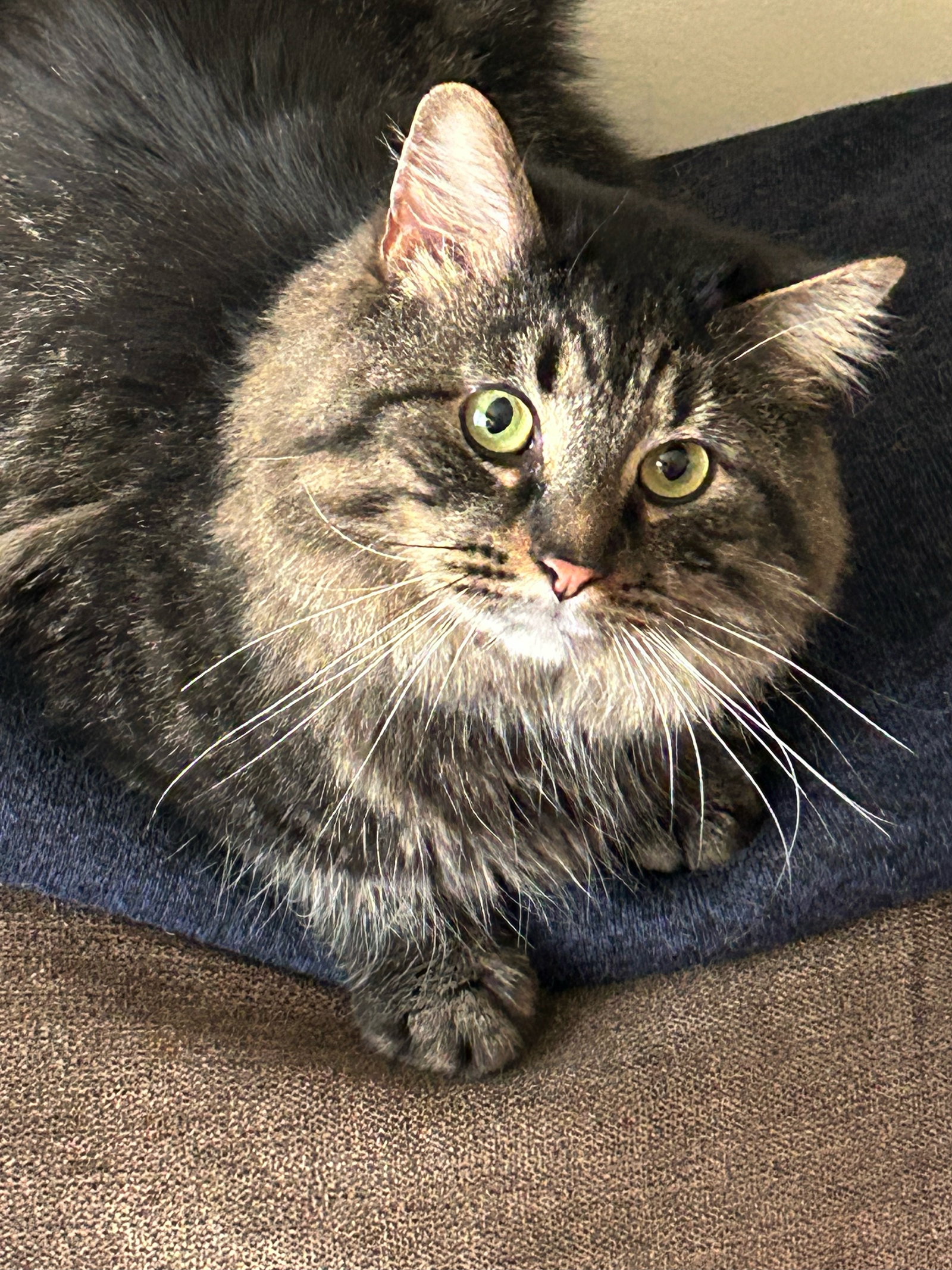 Cat adoption in Claymont, DE 19703: Maine Coon / Domestic Long Hair ...