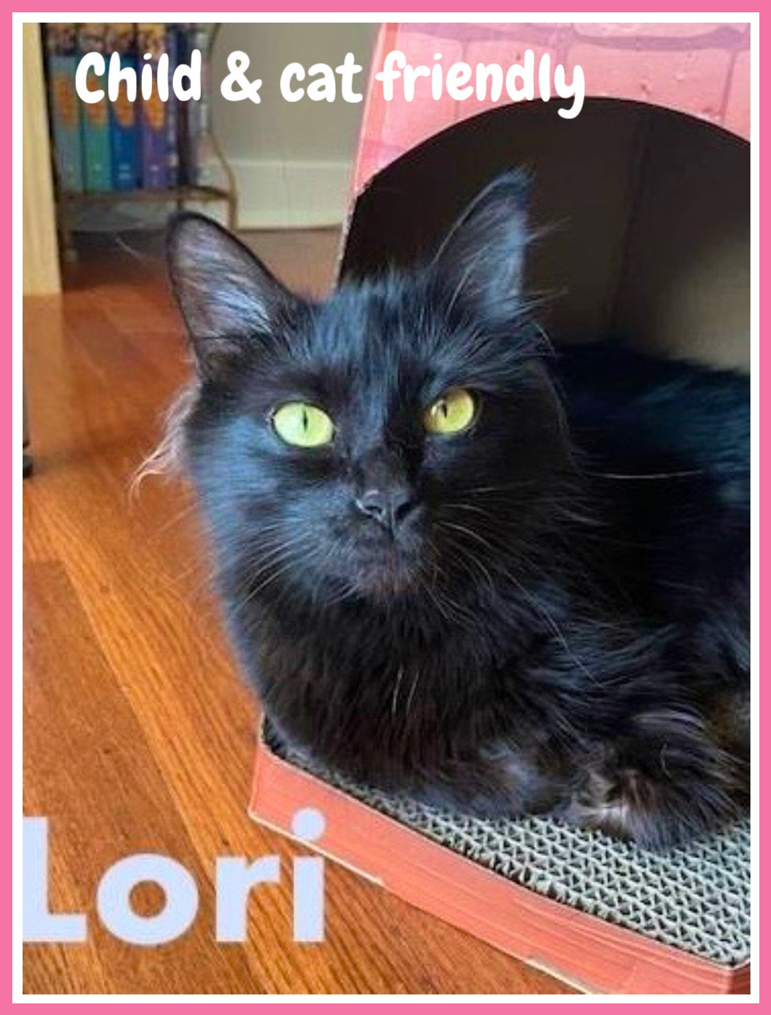 Cat adoption in Willow Grove, PA 19090: Domestic Medium Hair (medium ...