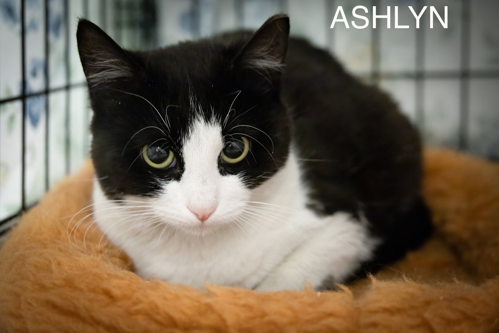 Cats for Adoption in Dover, Delaware | Alpha Paw
