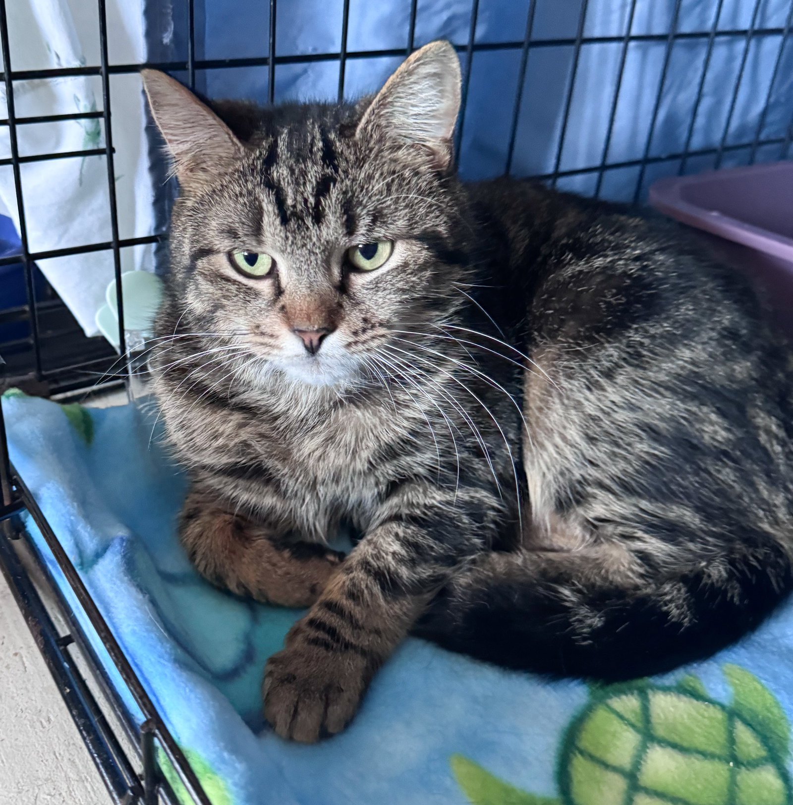 Cats for Adoption in Wilmington, Delaware | Alpha Paw