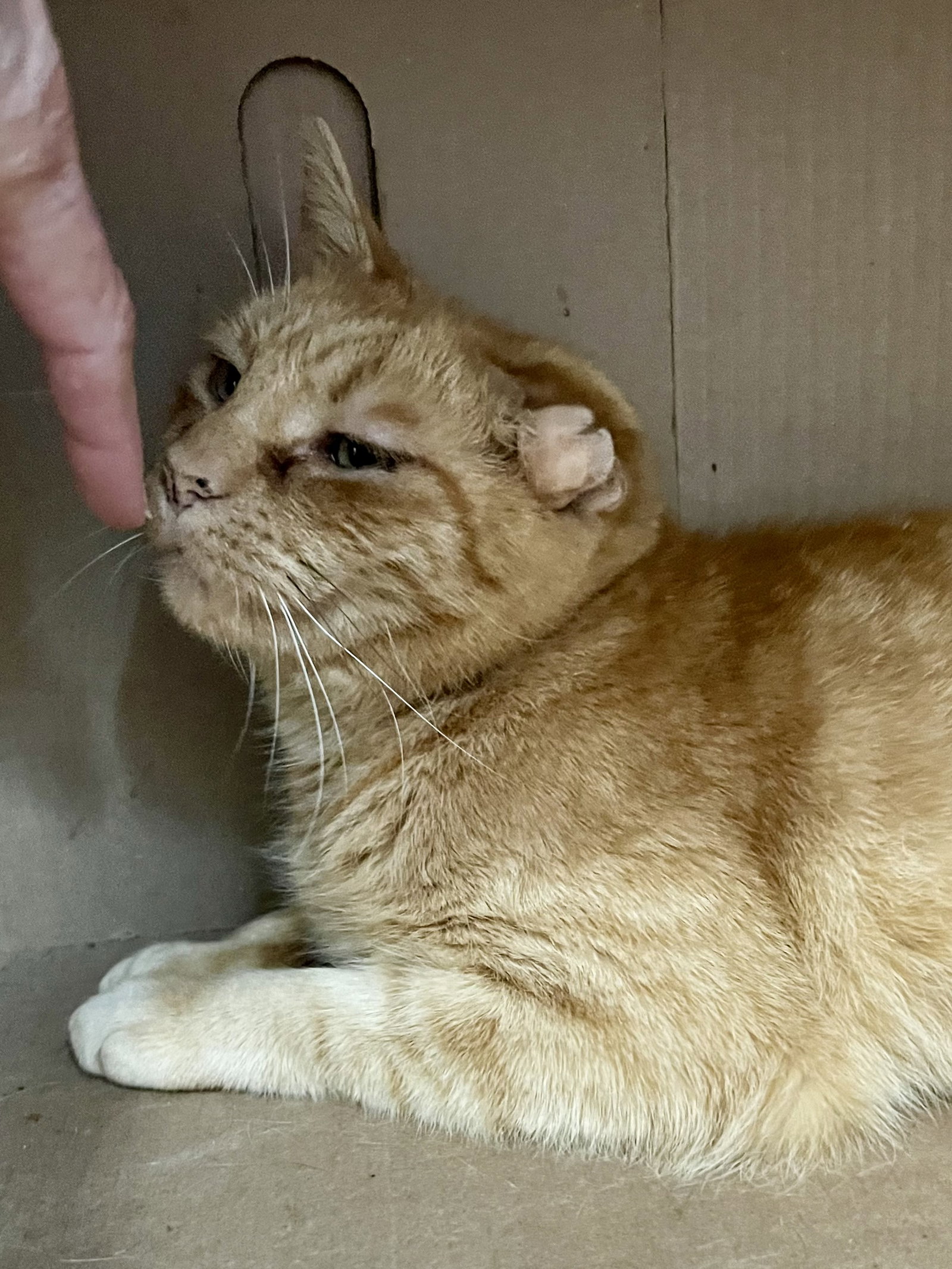 Cats for Adoption in Dover Base Housing, Delaware | Alpha Paw