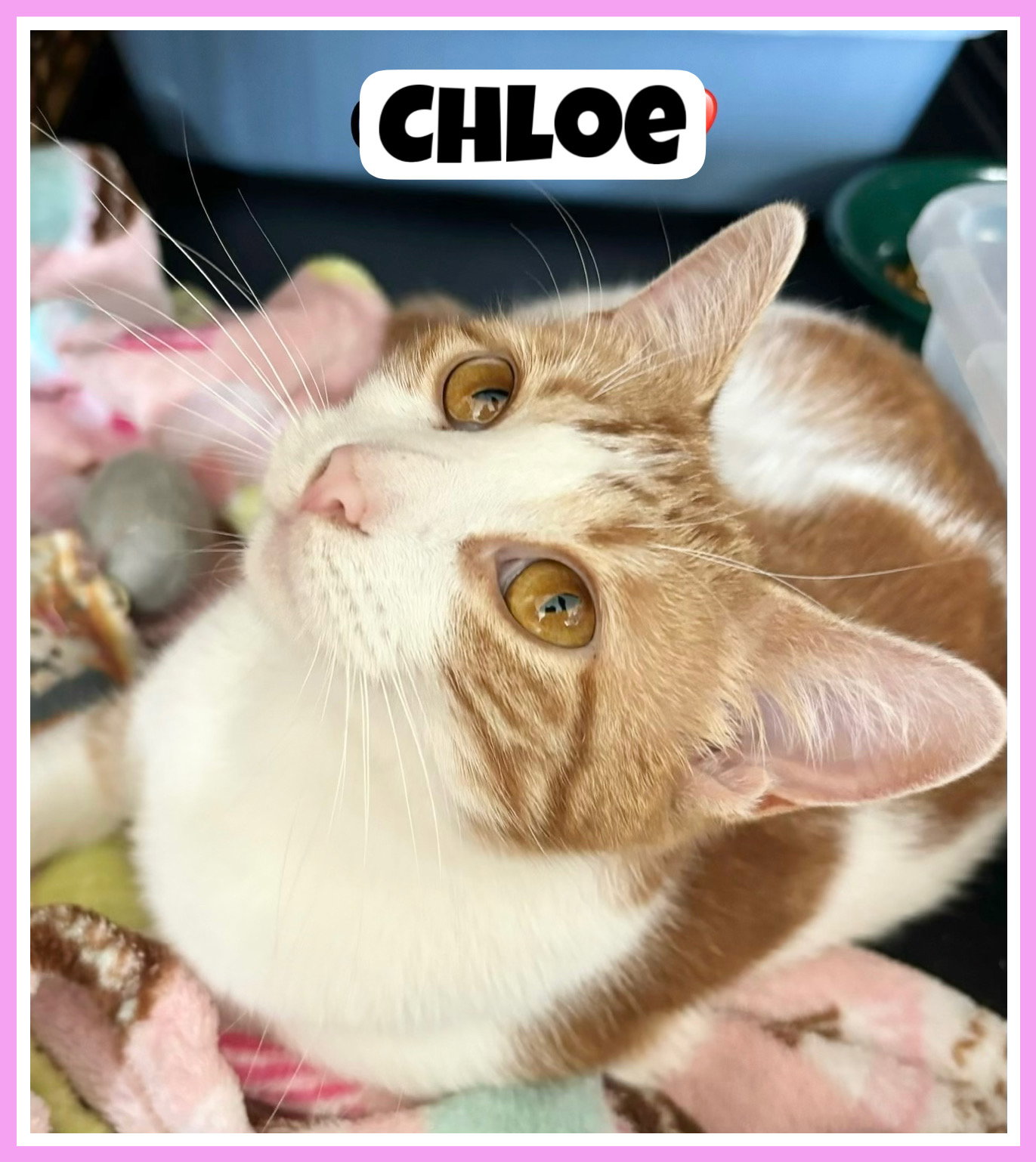 Cat adoption in Jenkintown, PA 19046: Tabby (short coat) Cat "Chloe ...