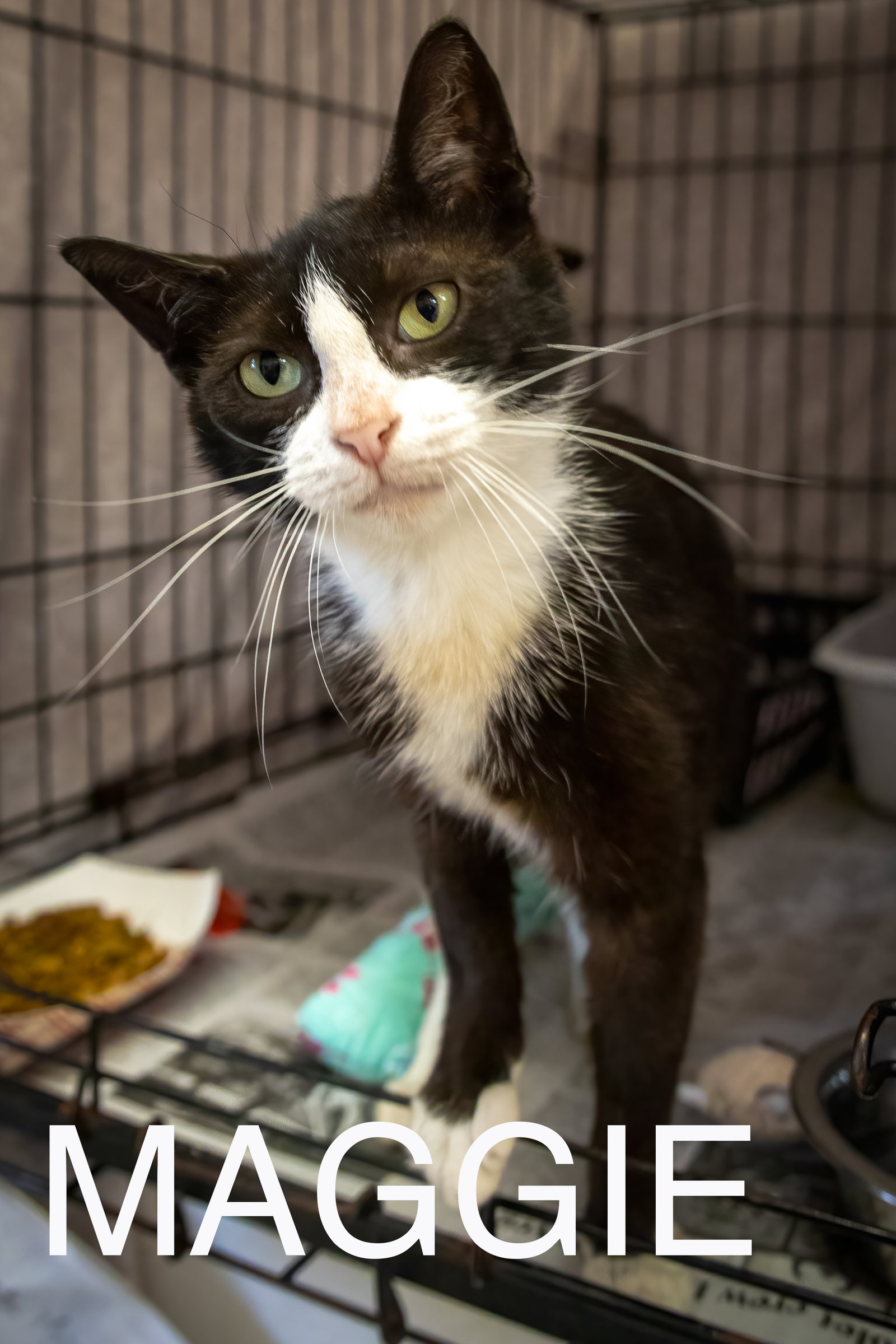 Cats for Adoption in Dover Base Housing, Delaware | Alpha Paw
