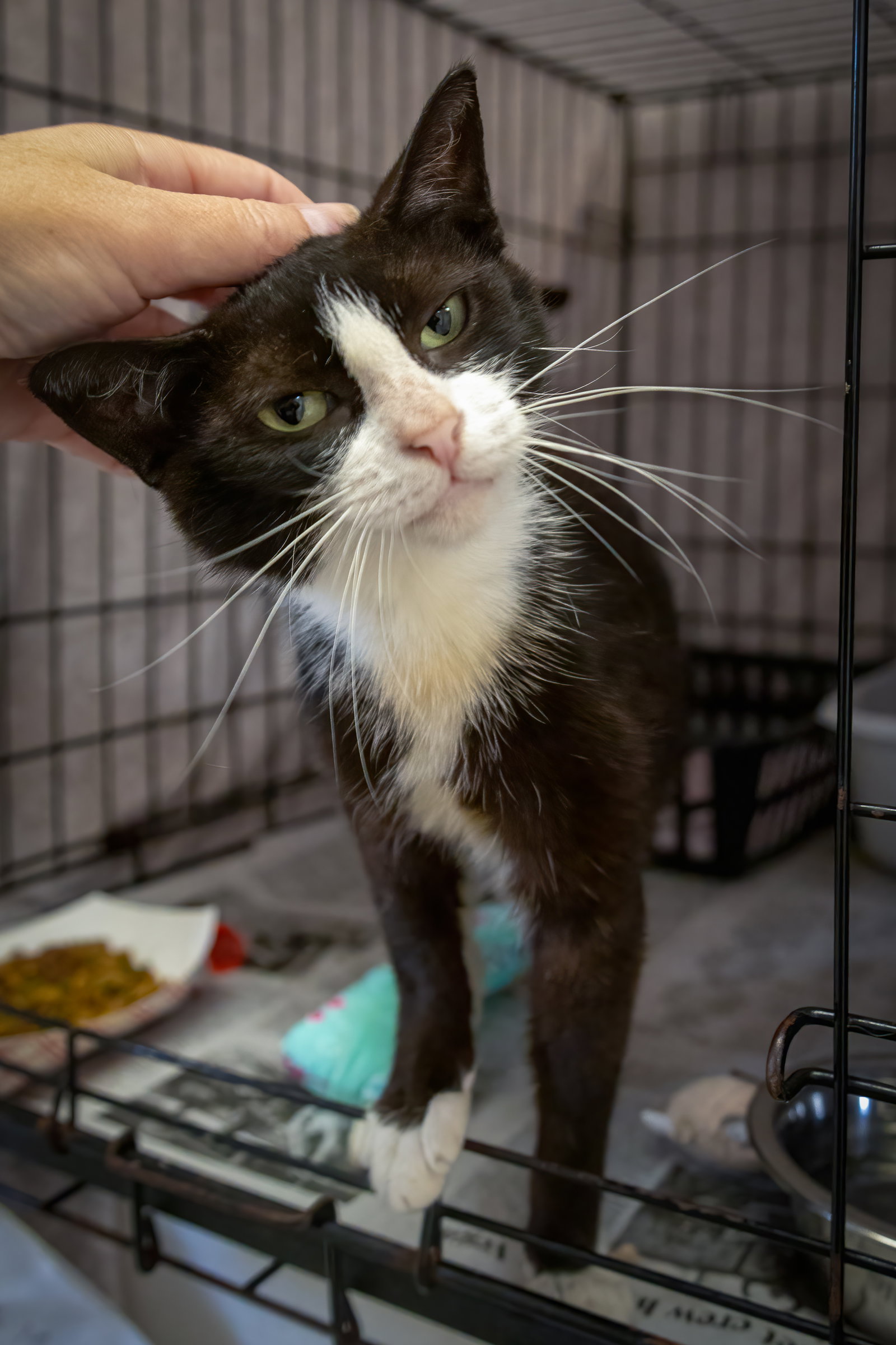 Cats for Adoption in Dover Base Housing, Delaware | Alpha Paw