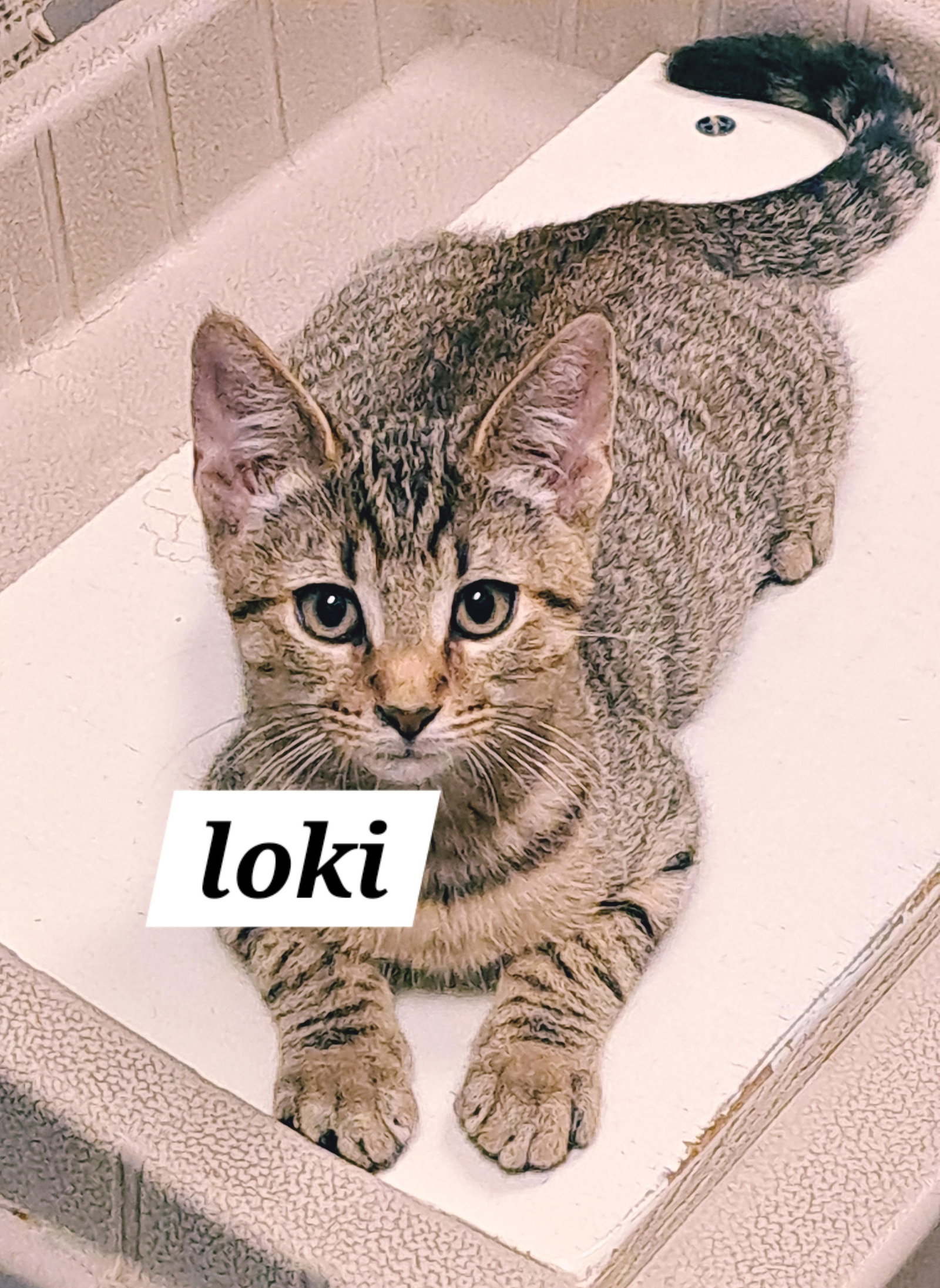 Cat adoption in Wilmington, DE 19803: Tabby (short coat) Cat "Loki ...