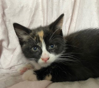 Cat adoption in Southampton, PA 18966: Calico / Domestic Short Hair ...