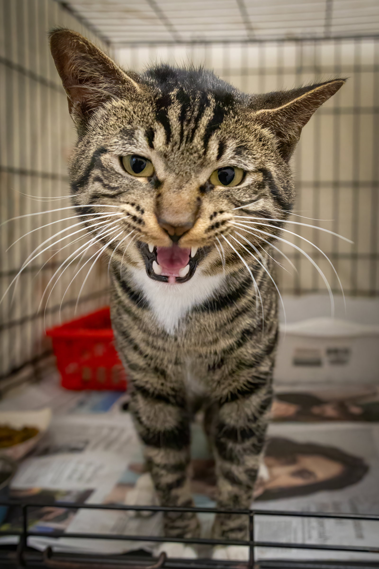 Cats for Adoption in Dover Base Housing, Delaware | Alpha Paw