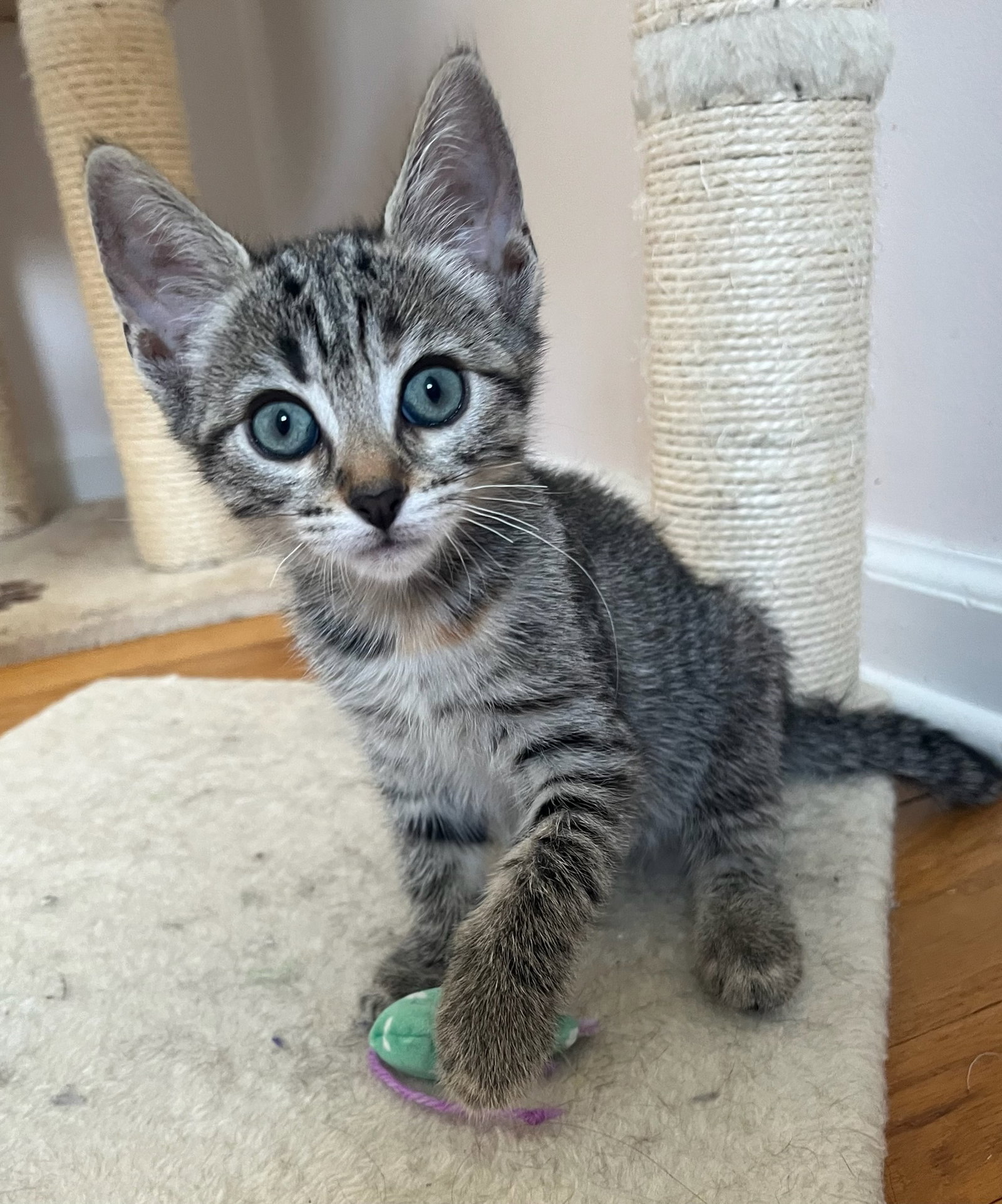 Cats for Adoption in Middletown, Delaware | Alpha Paw