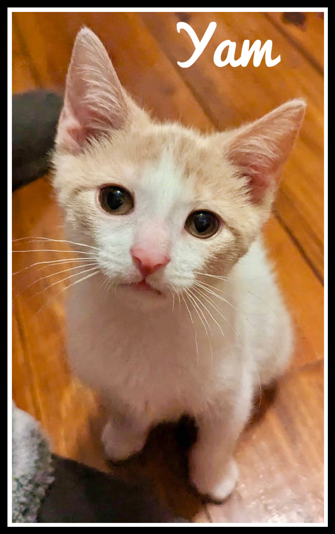 Cat adoption in Newark, DE 19713: Domestic Short Hair / Tabby / Mixed ...
