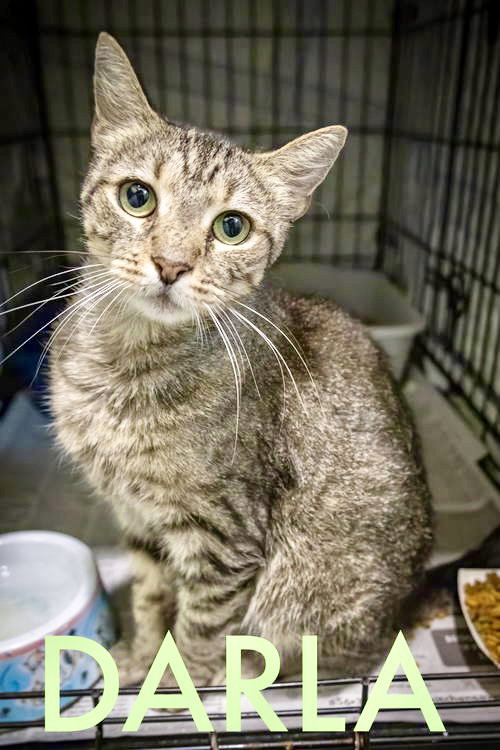 Cat adoption in Marcus Hook, PA 19061: Tabby (short coat) Cat "Darla ...