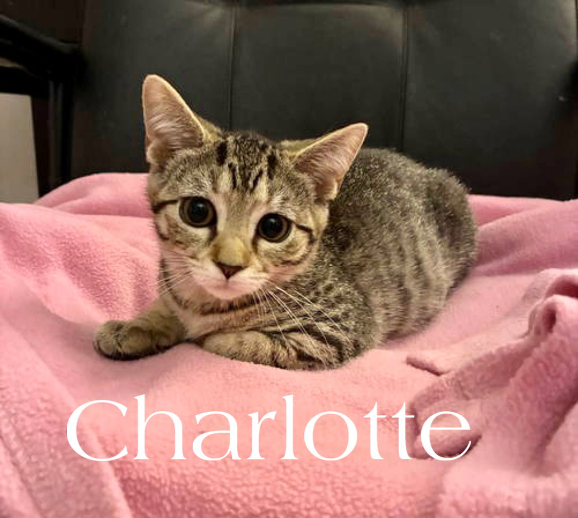 Cat adoption in Newark, DE 19713: Tabby (short coat) Cat "Charlotte ...