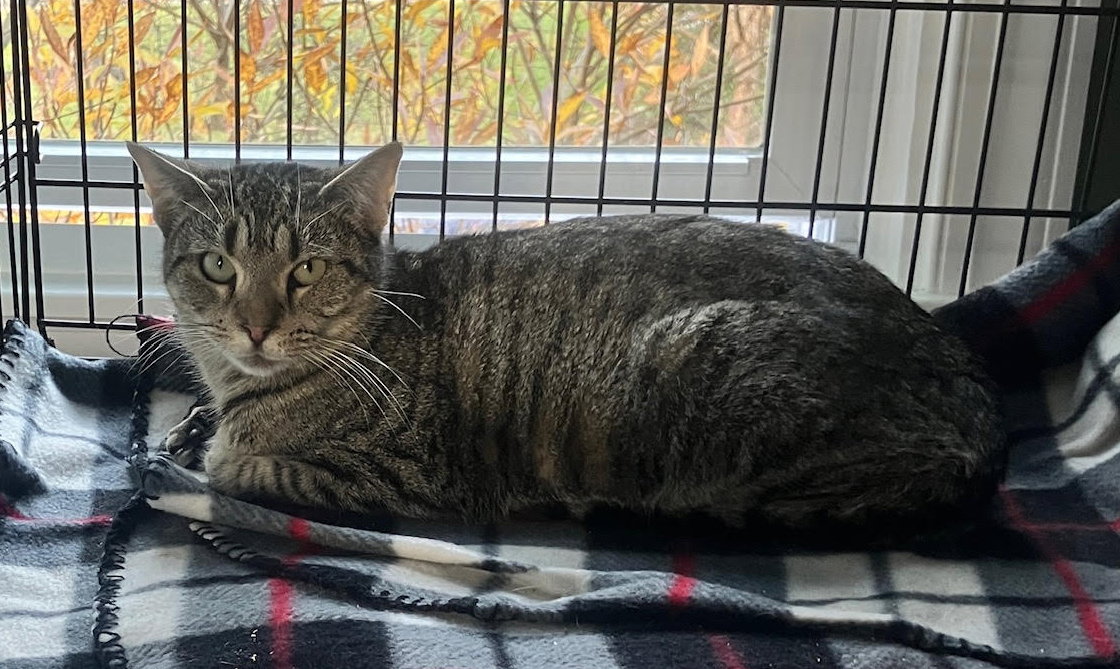 Cat adoption in Wilmington, DE 19803: Tabby (short coat) Cat "Rachel ...