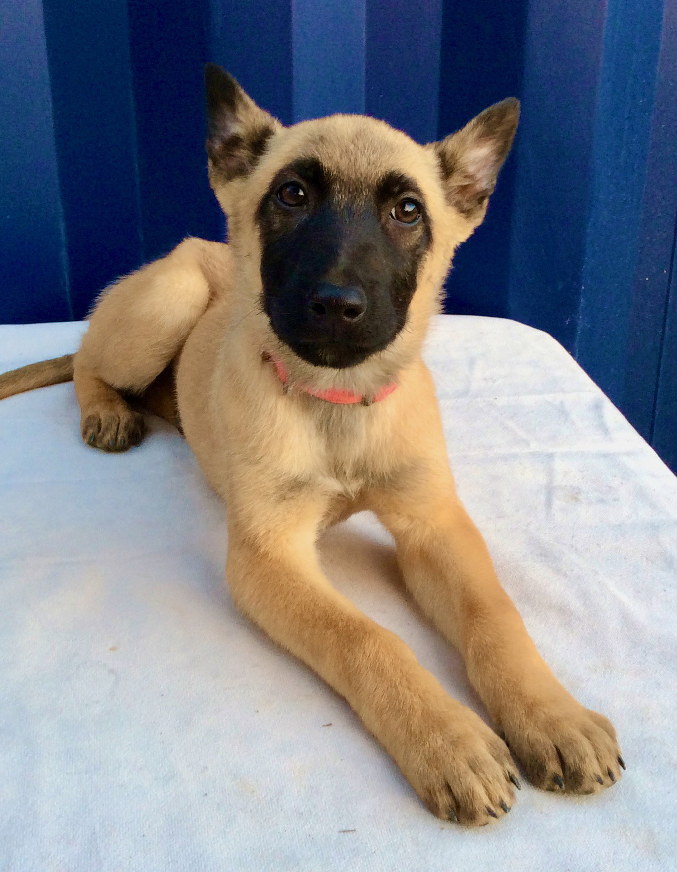 Dog for Adoption - Justice, a Belgian Shepherd Malinois in Rainbow, CA ...