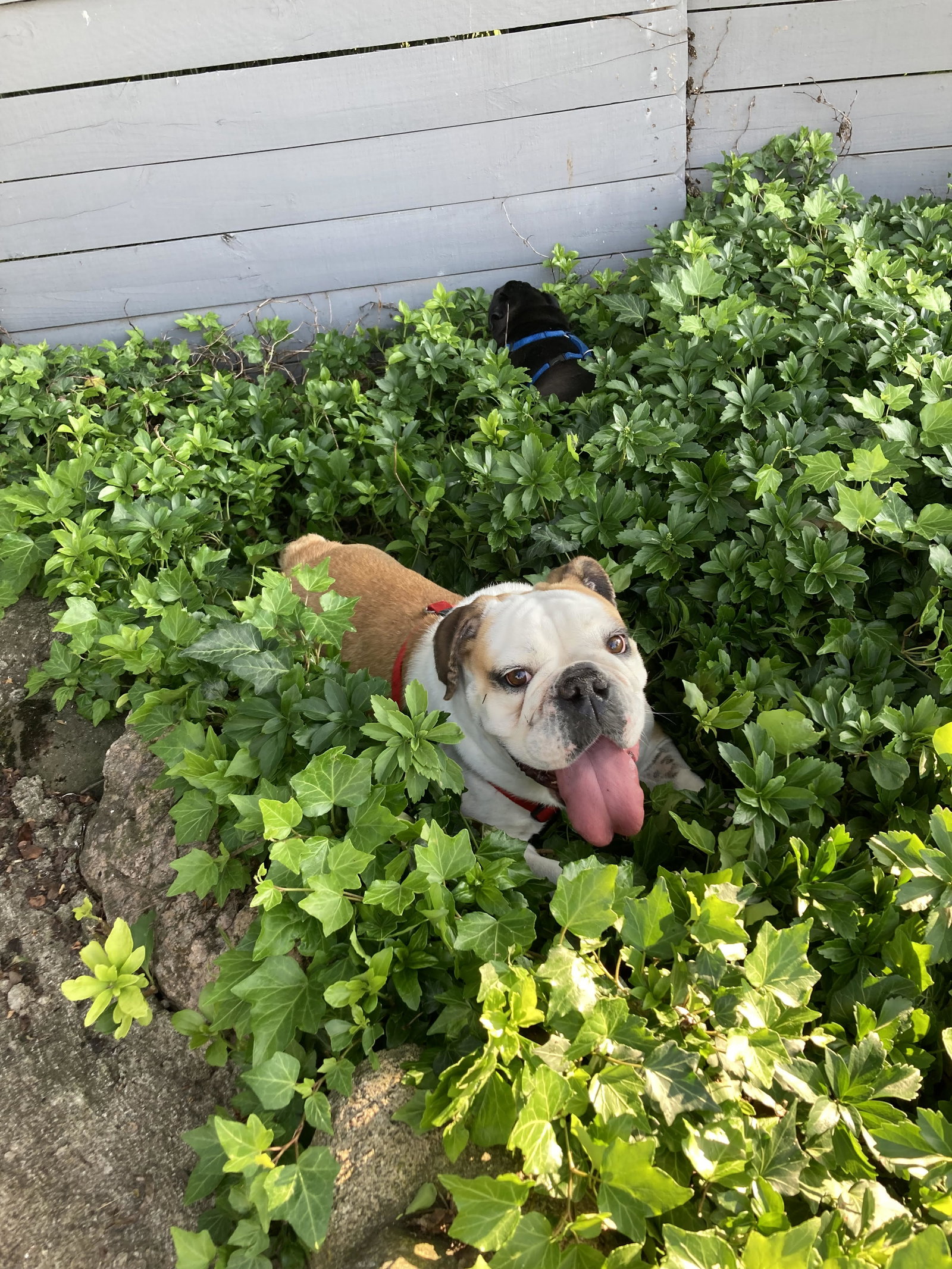 Daisy, EBD's Web Page