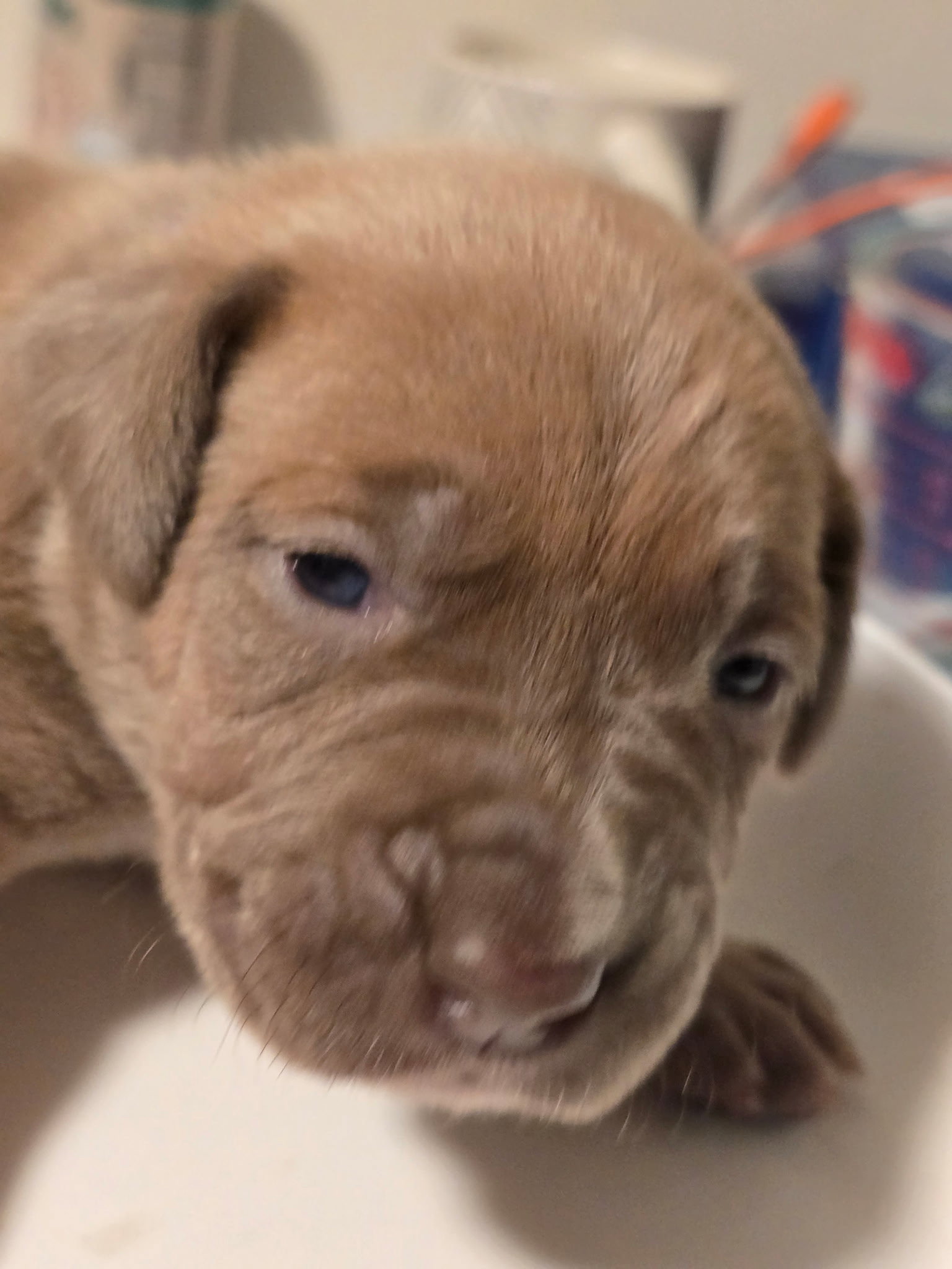 Vail (Purple Collar)'s Web Page