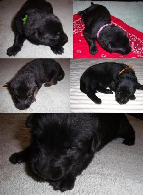 Moon Puppies, Female--Adopted!'s Web Page
