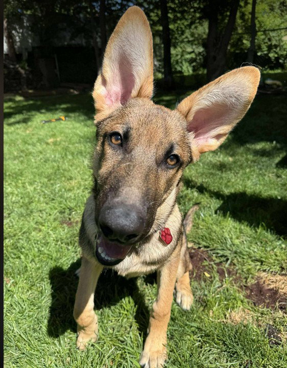 Ruger's Web Page