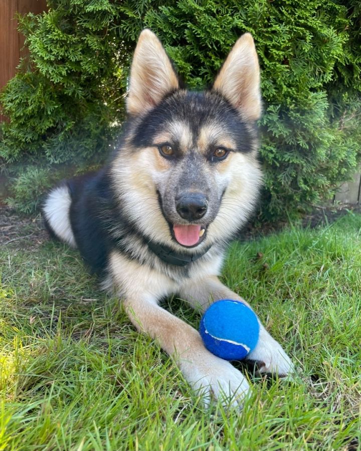 Dog for Adoption - ROMAN - super friendly boy needs a hiking buddy, a ...