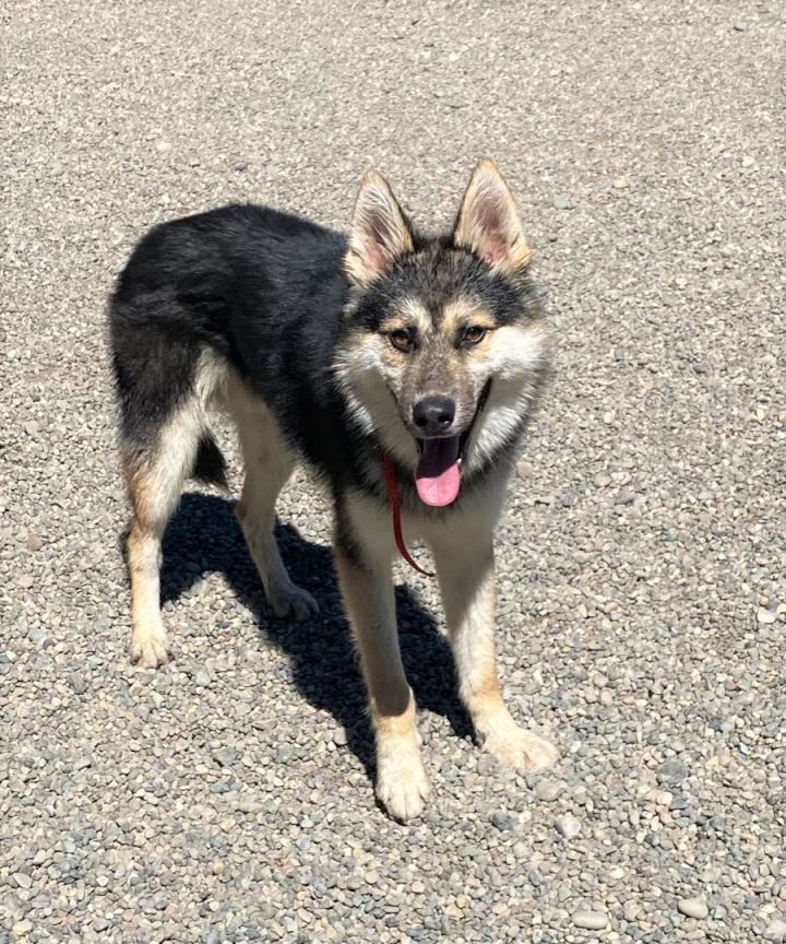 Dog for Adoption - ROMAN - super friendly boy needs a hiking buddy, a ...