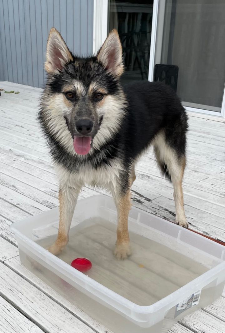 Dog for Adoption - ROMAN - super friendly boy needs a hiking buddy, a ...