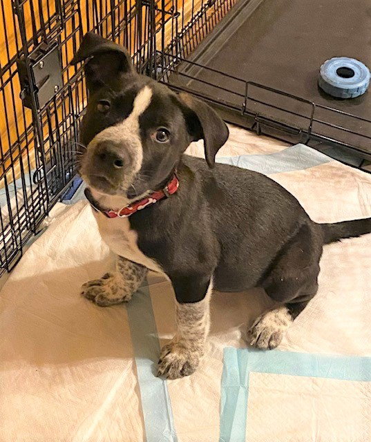 Dog for Adoption - DASH - 12 wk old pup, a Labrador Retriever in Oak ...
