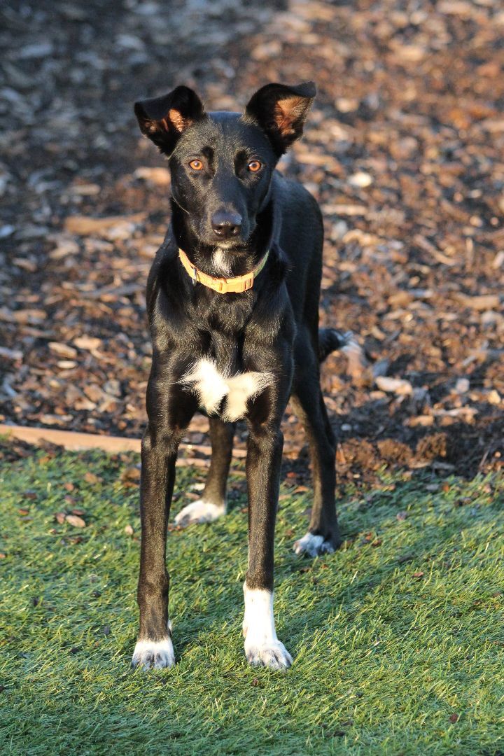 Dog for Adoption - BONNIE, Ukraine rescue,Fun happy girl from Ukraine ...